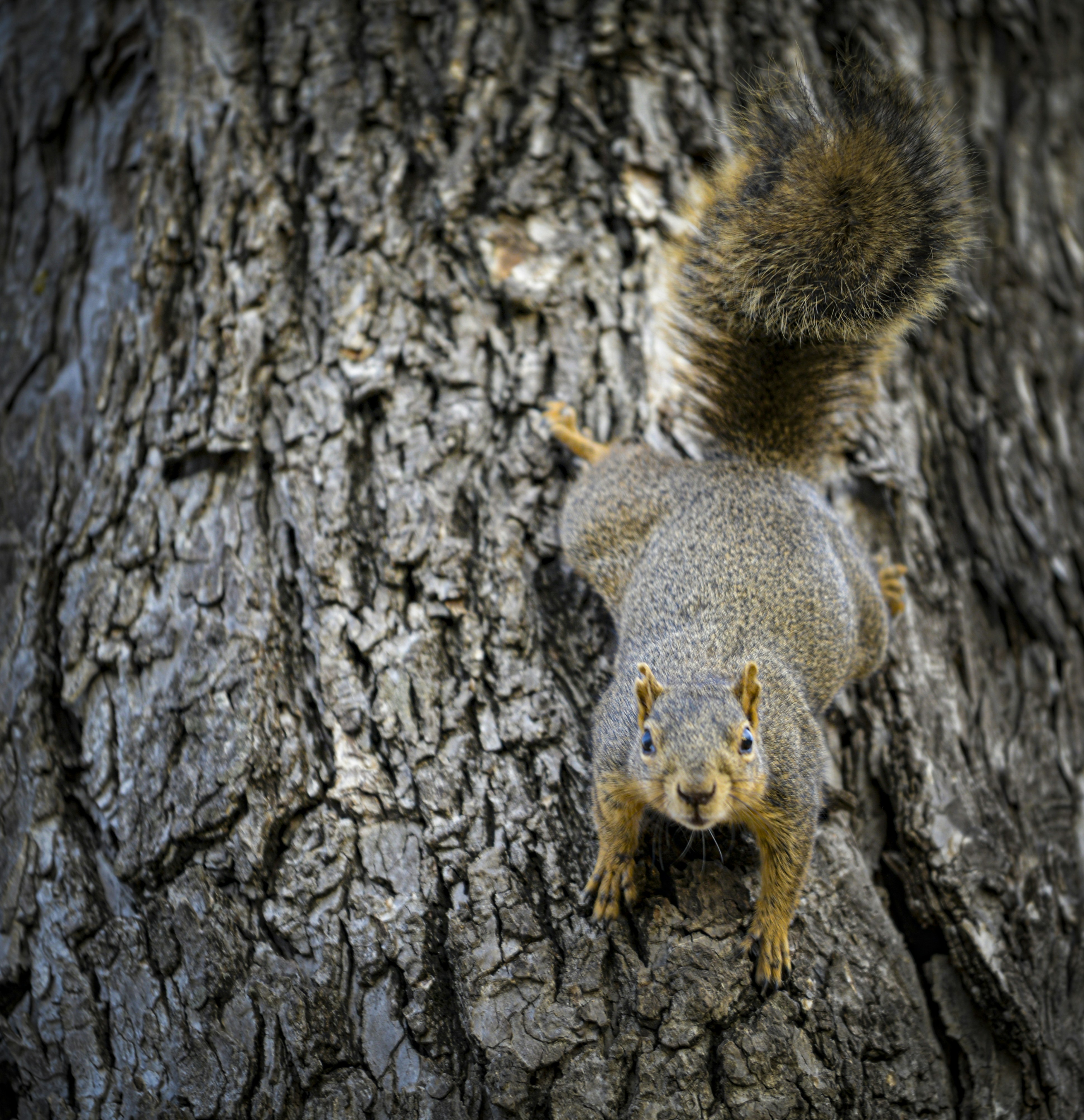 Audacious Stare: Squirrel Clinging to Bark While Scouting Ahead