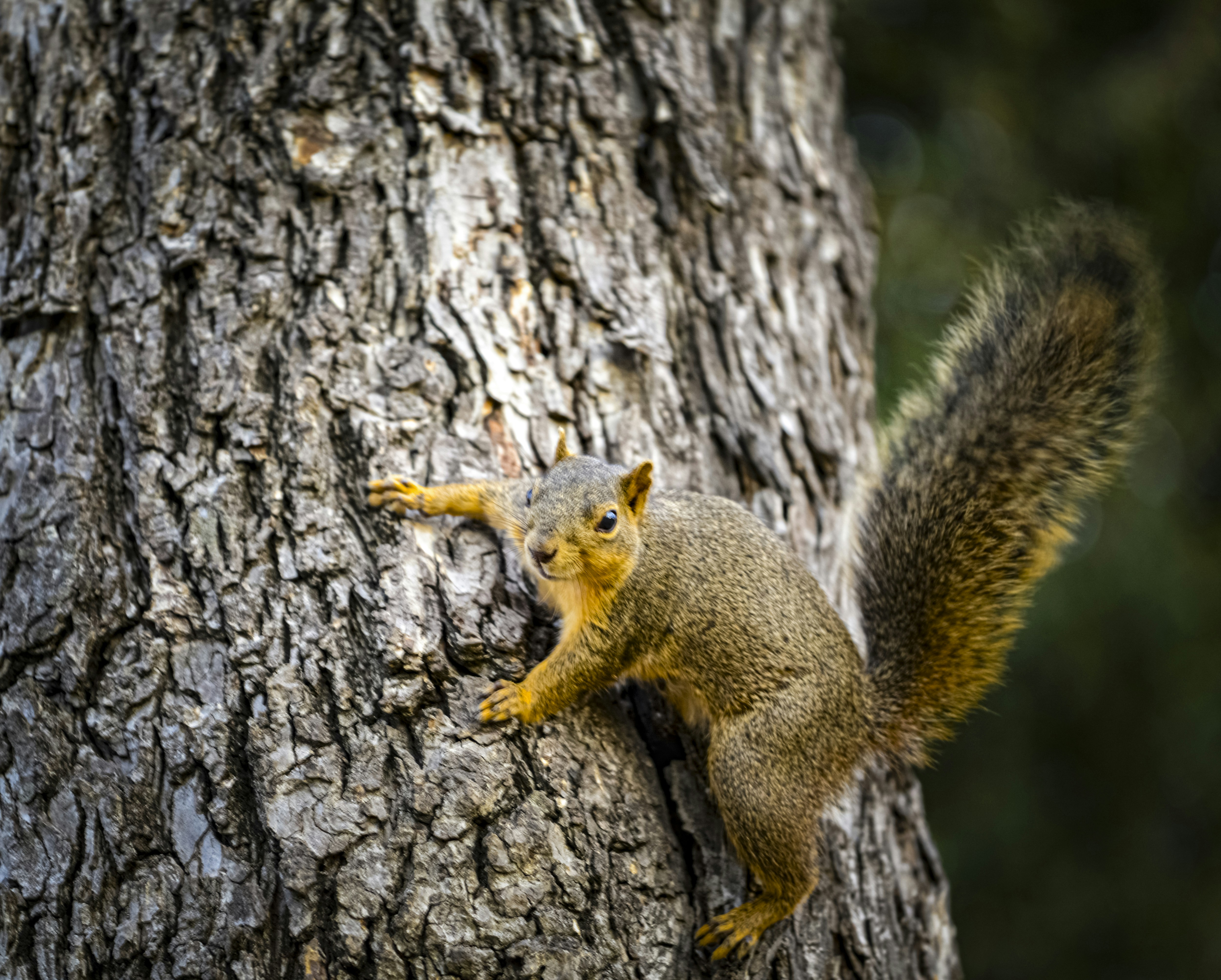 Squirrel Clinging to Bark: Up-Cclose Drama on a Tree Trunk
