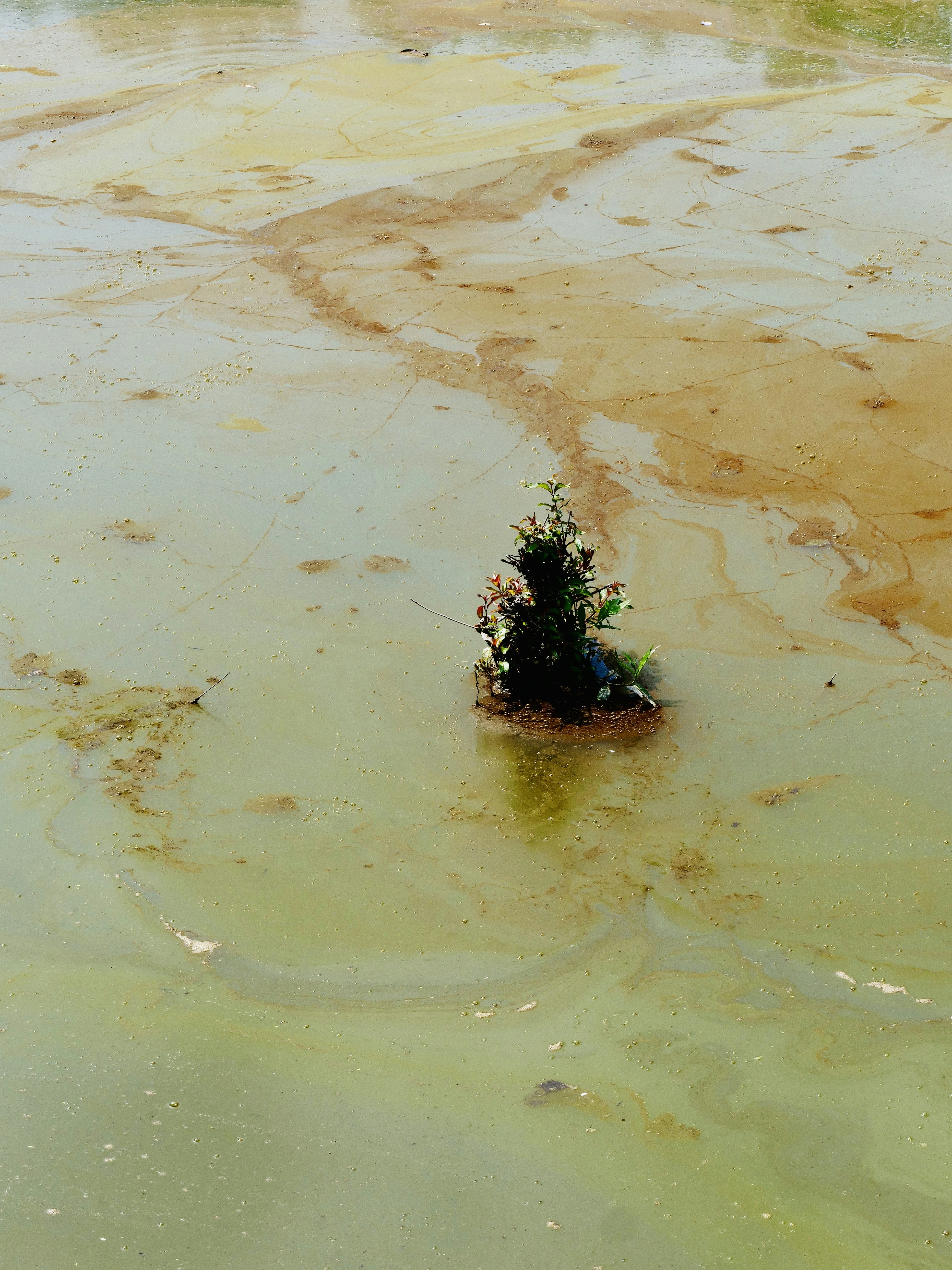 Isolated Greens: A Salt-Flat Sprout Rising from Mineral Waters