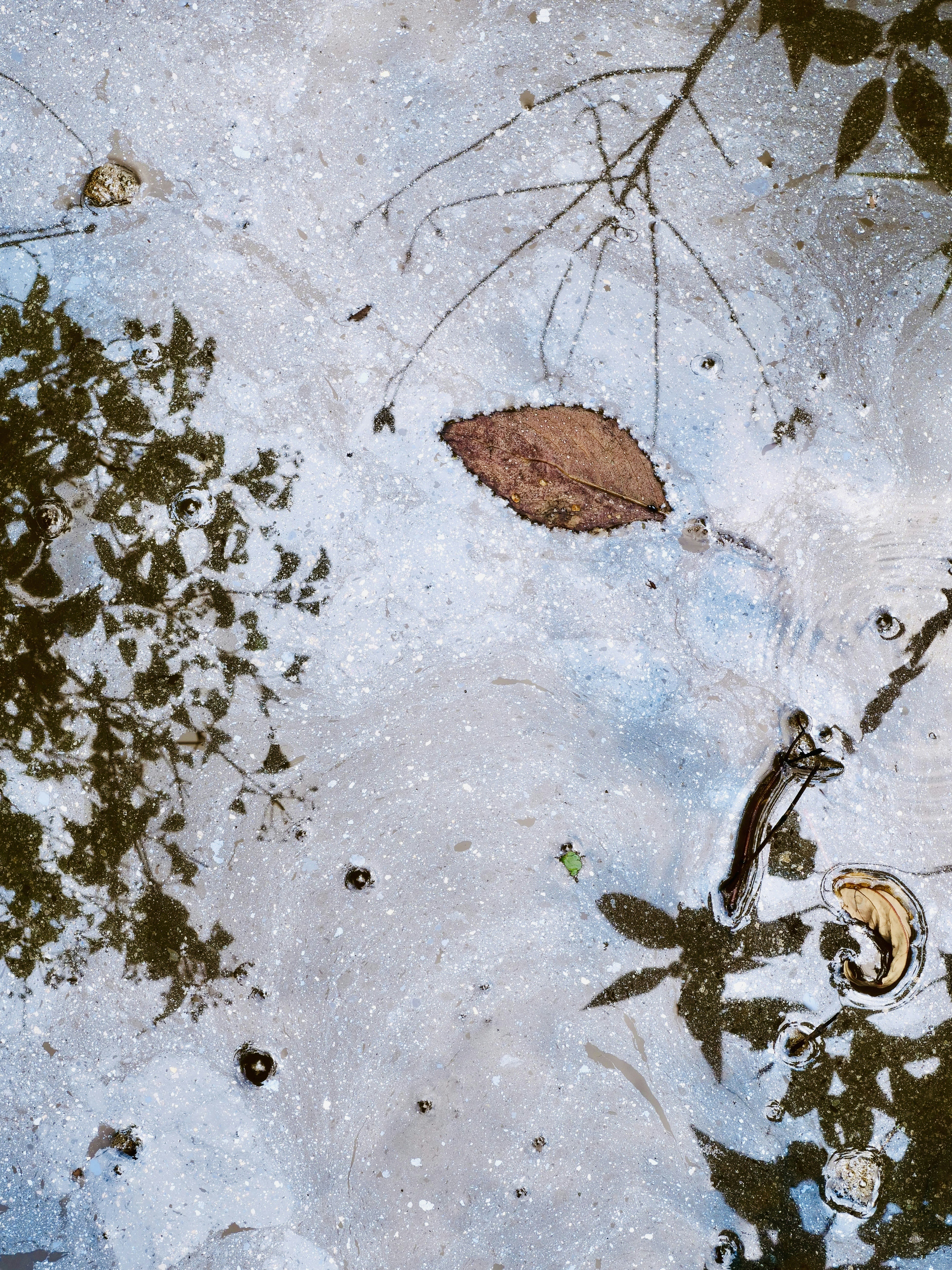 Frozen Leaf in a Snowed Patch: A Quiet Moment of Autumn Resting on Ice