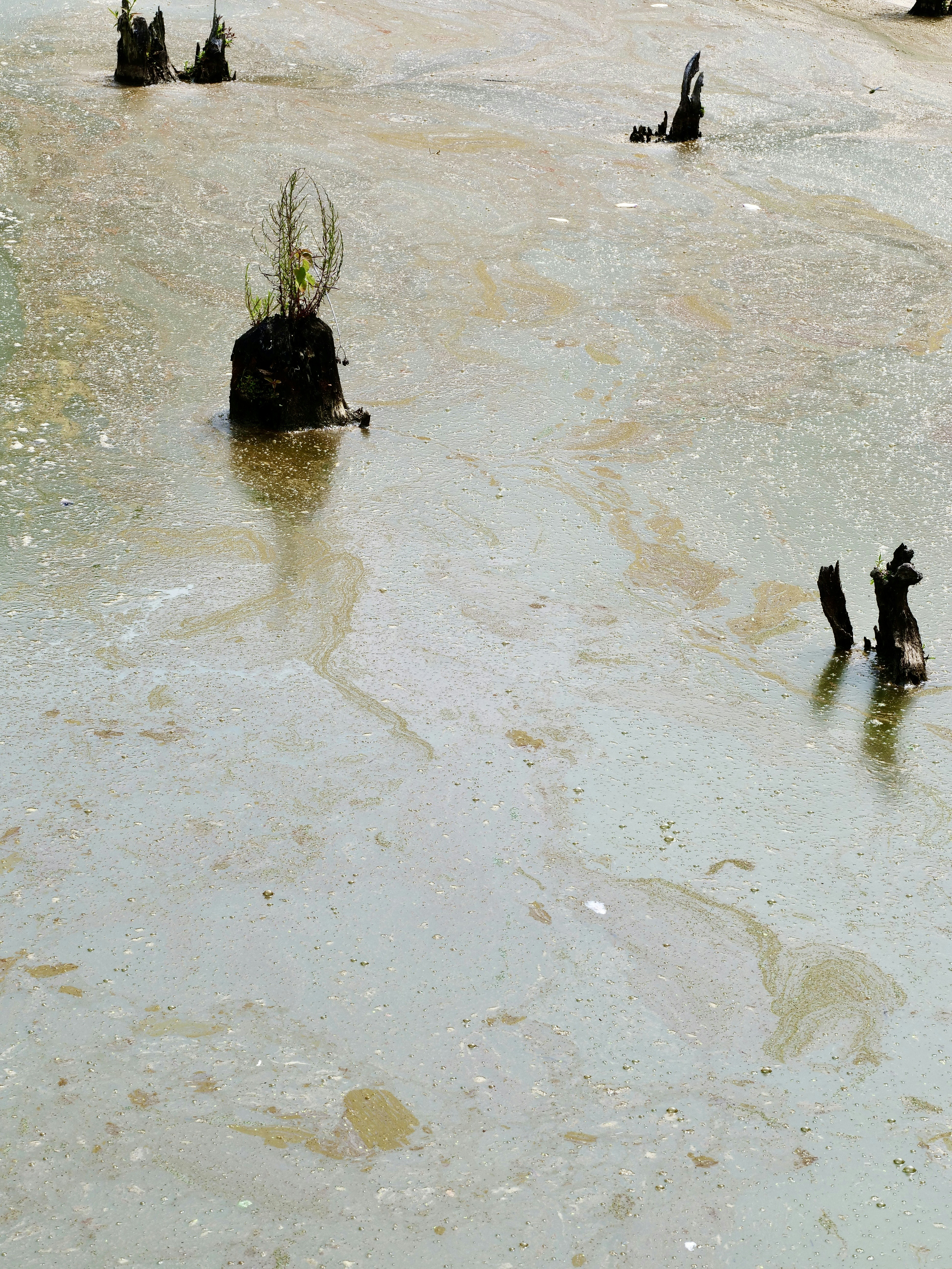 Sprouting Reeds in Tidal Echoes