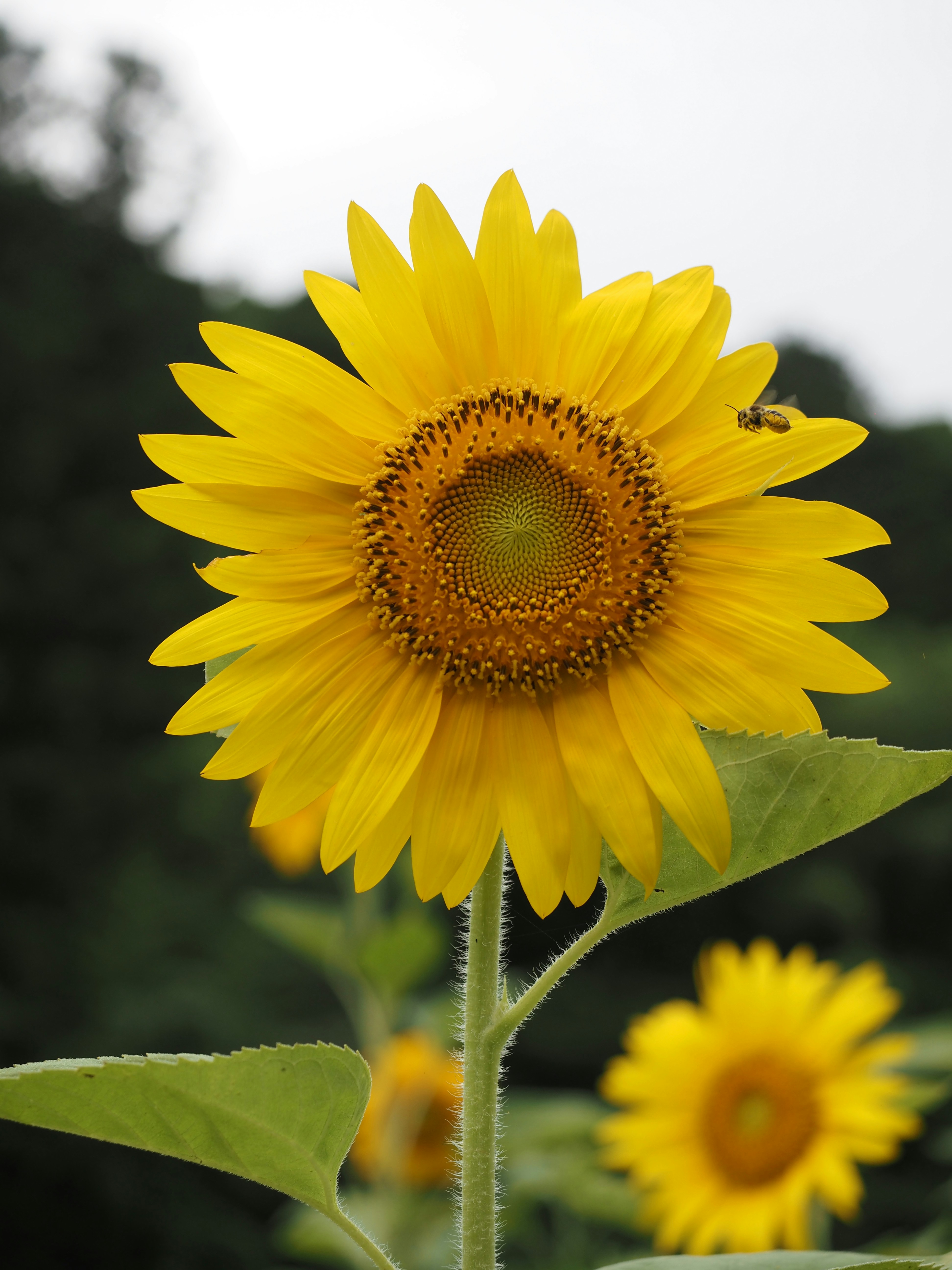 Sunflower in Sharp Focus Against a Soft Garden Backdrop