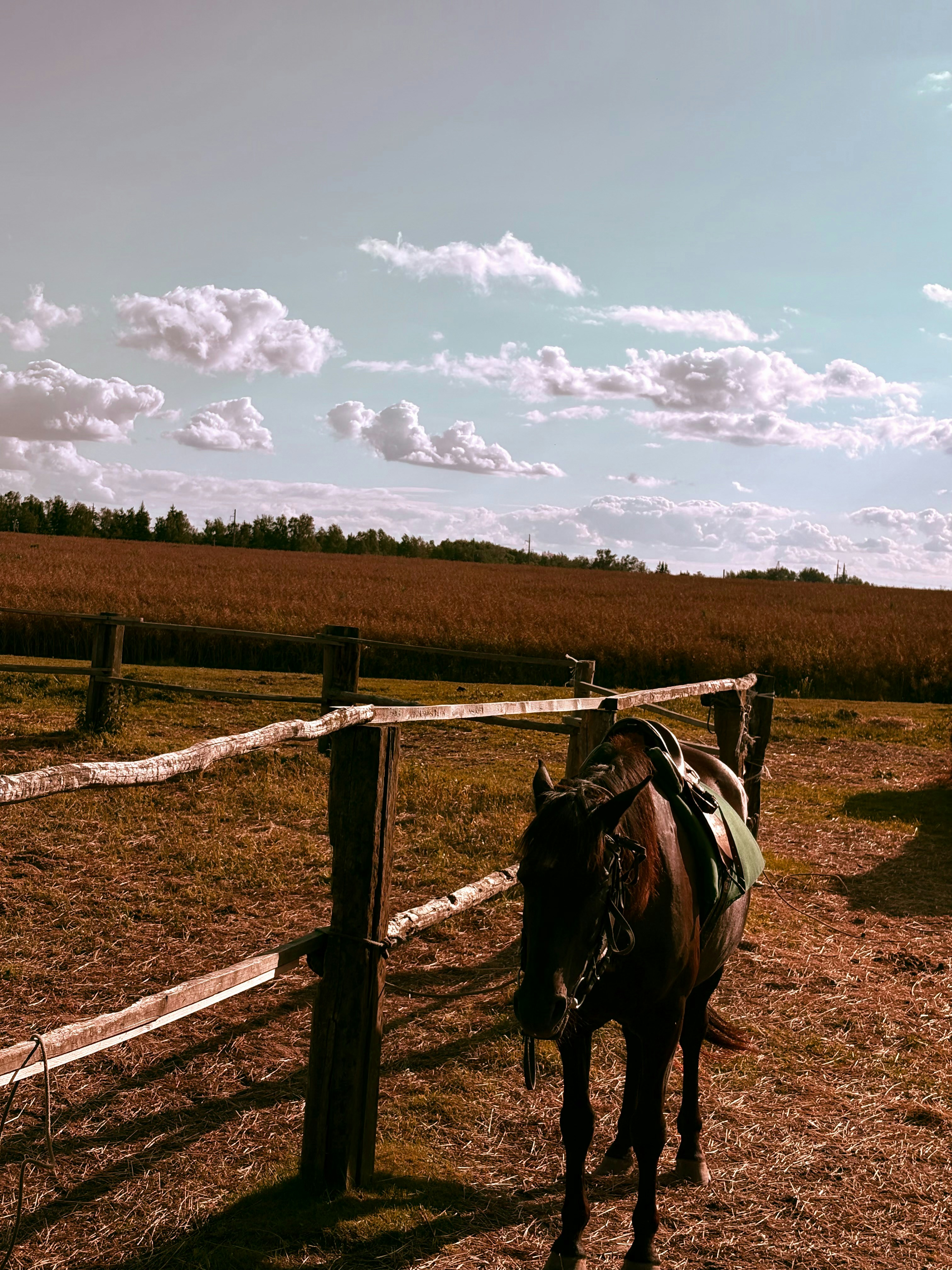 Herded by Light: A Horse at the Fence Under Open Sky