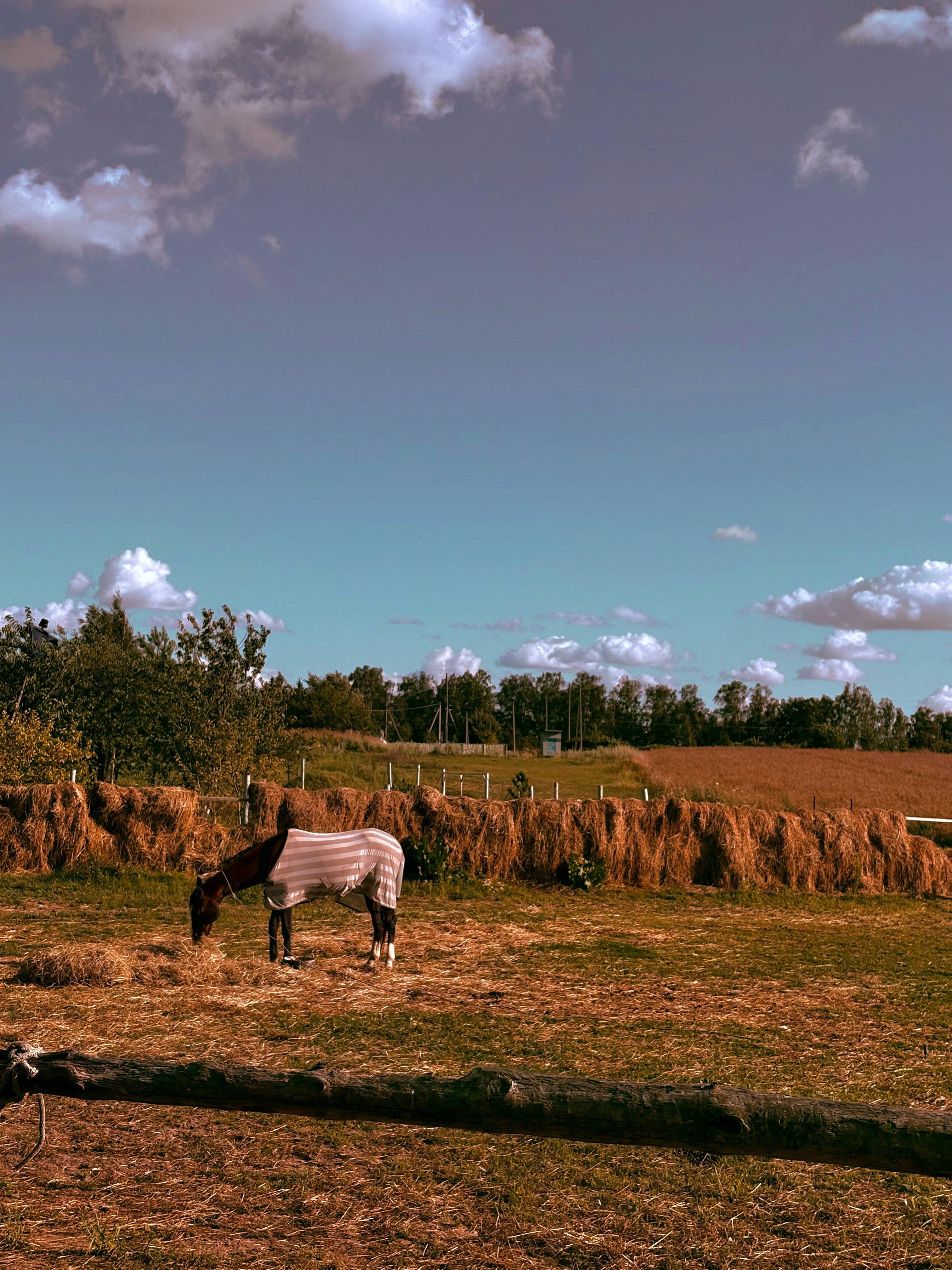 Horse in a sunlit pasture under a pastel sky