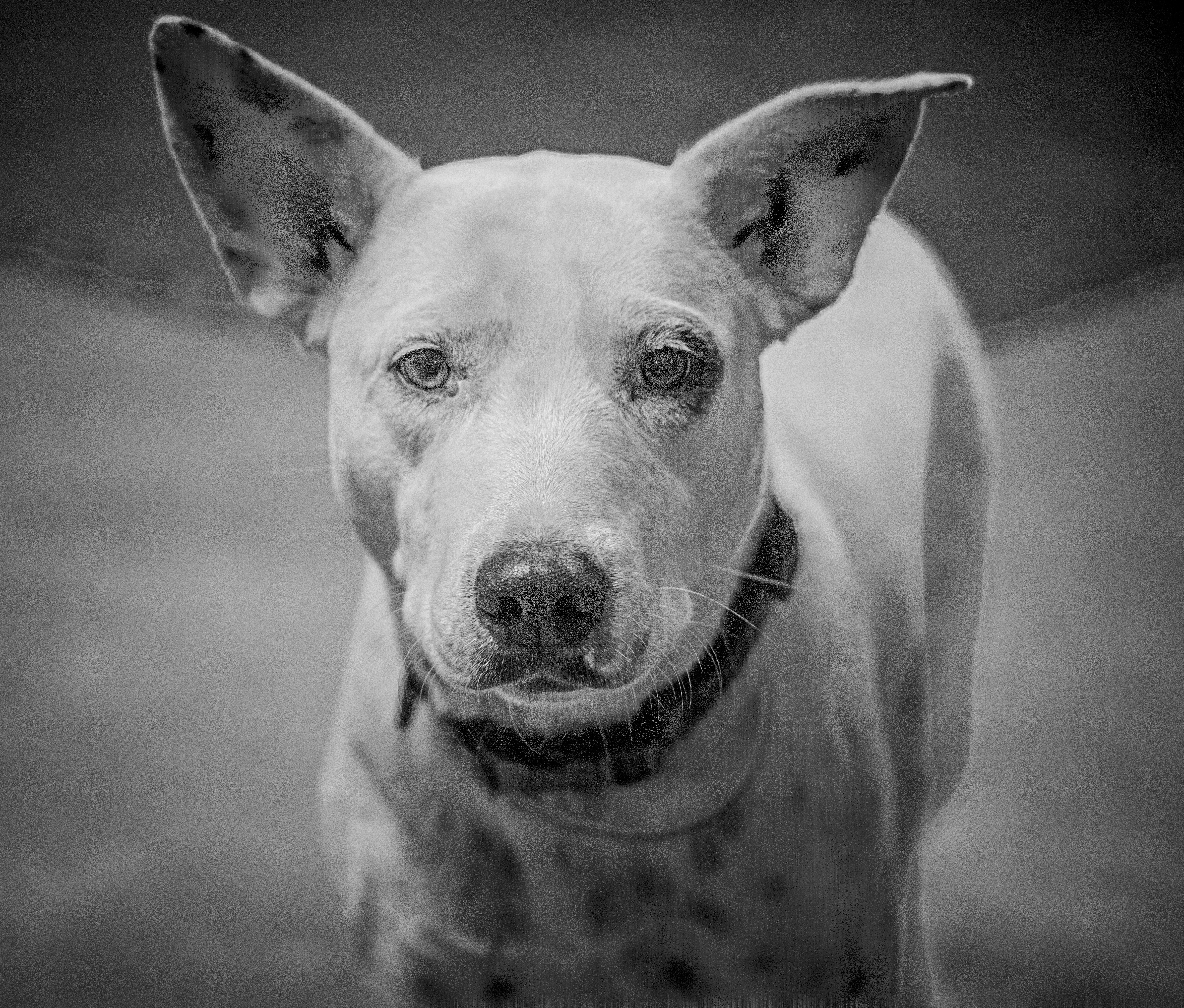 Close-up of a loyal stare: a dog’s attentive gaze