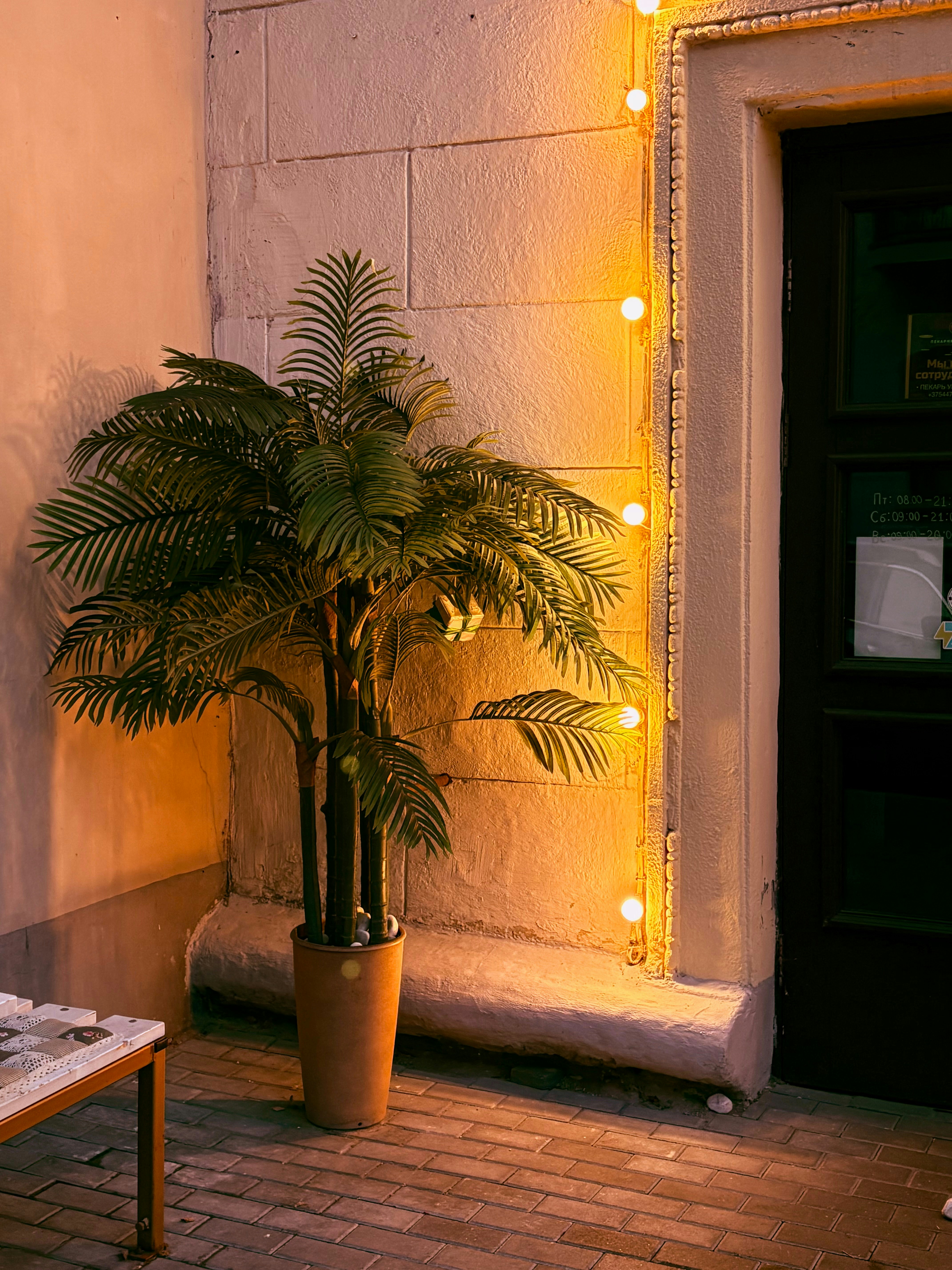 Lone Plant Under Warm Neon: Corner of Night