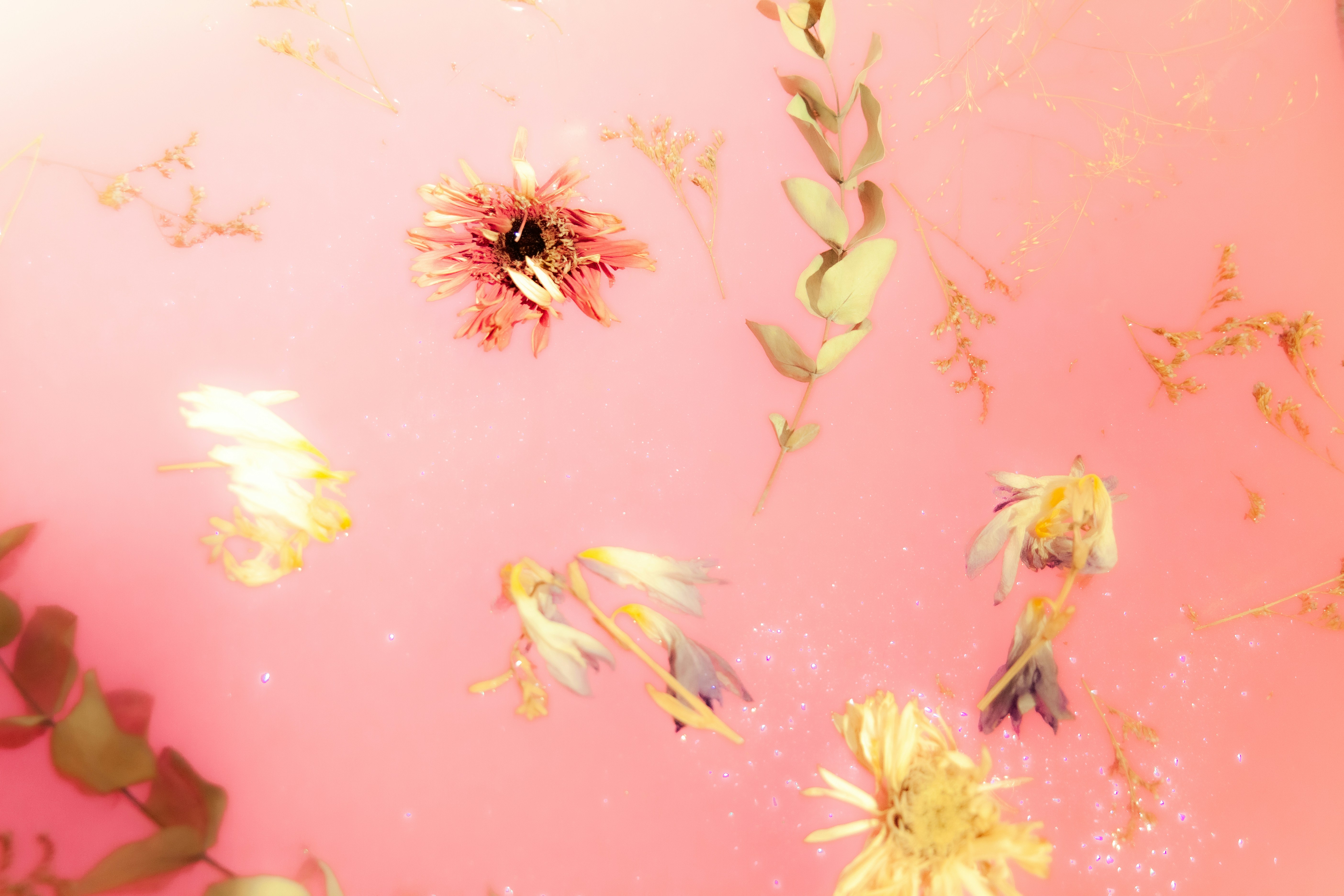 Pink Lagoon: Dried Flowers Float in Milky Bloom