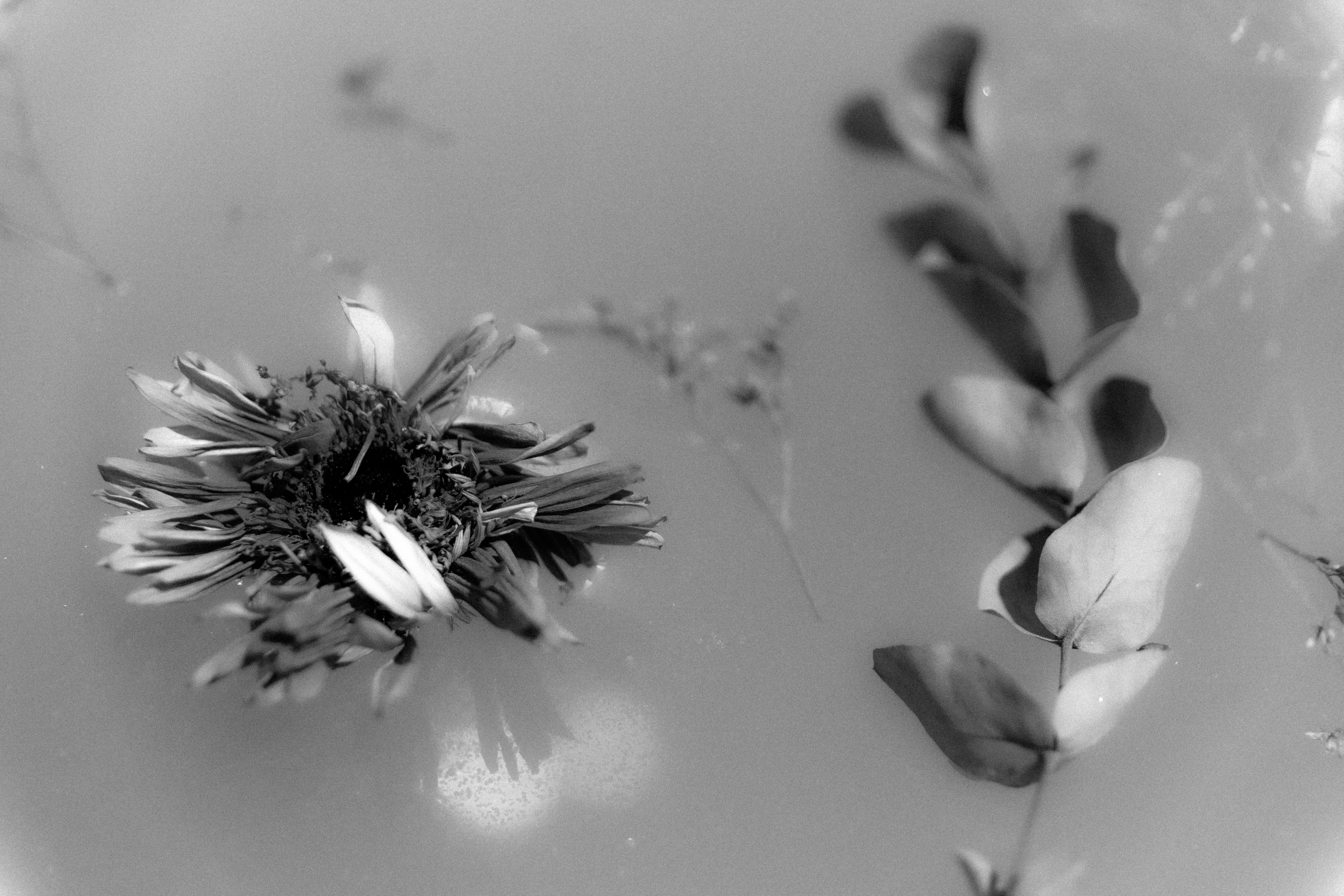 Desaturated Bloom: A Withered Daisy in Quiet Water