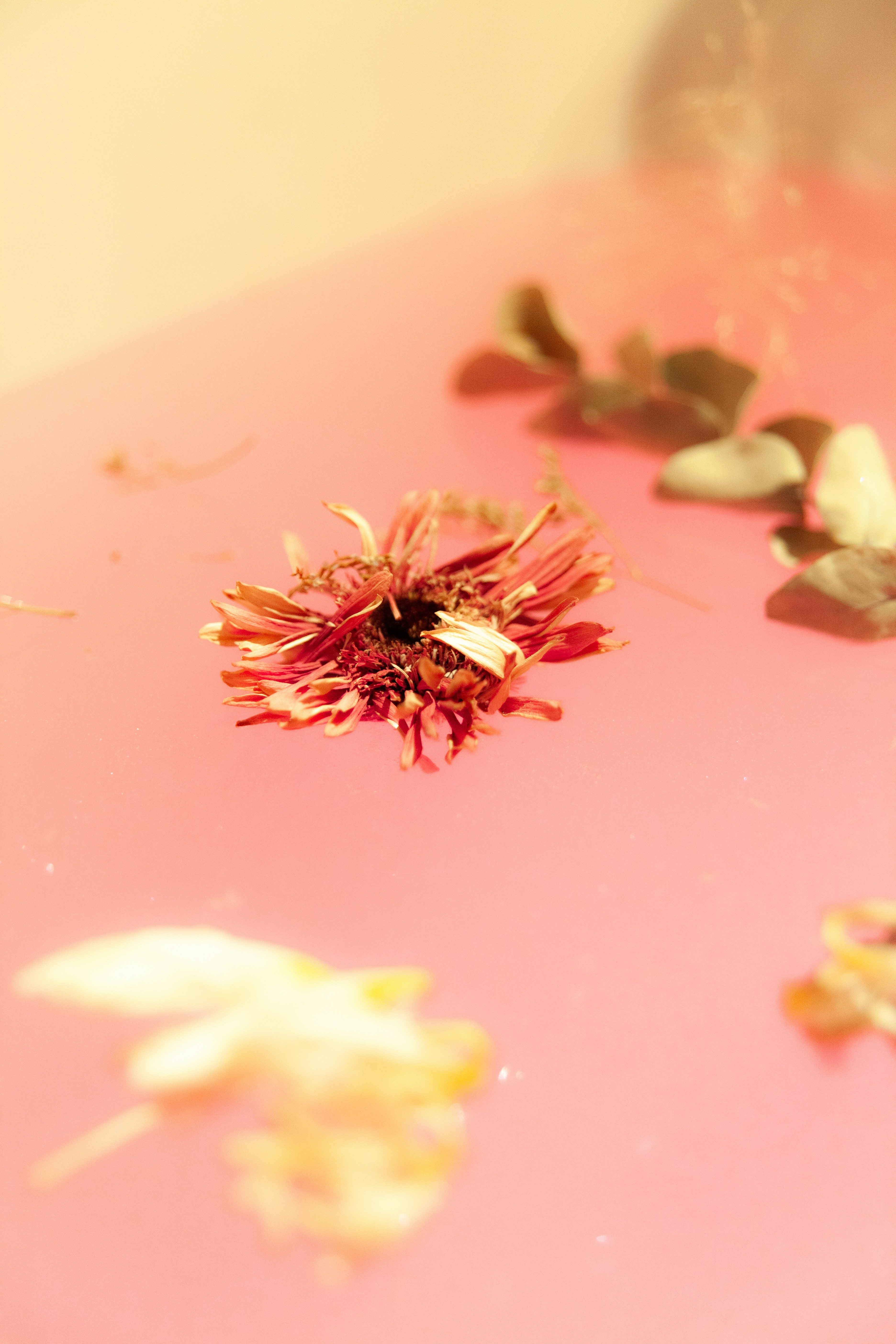 Faded Petal Bloom in a Pink Bath