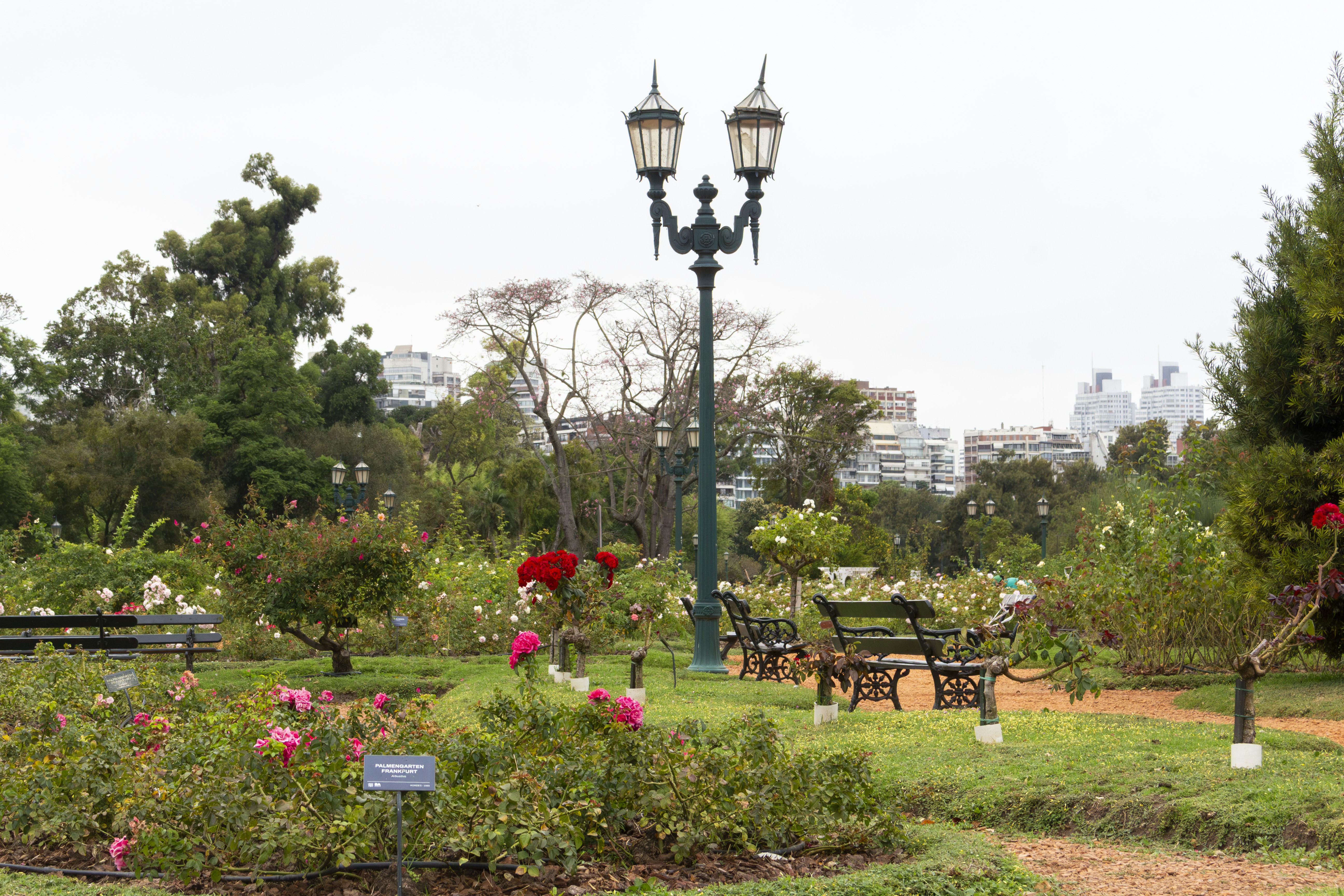 Garden Lanterns and Blooming Roses: A Tranquil City Park Scene
