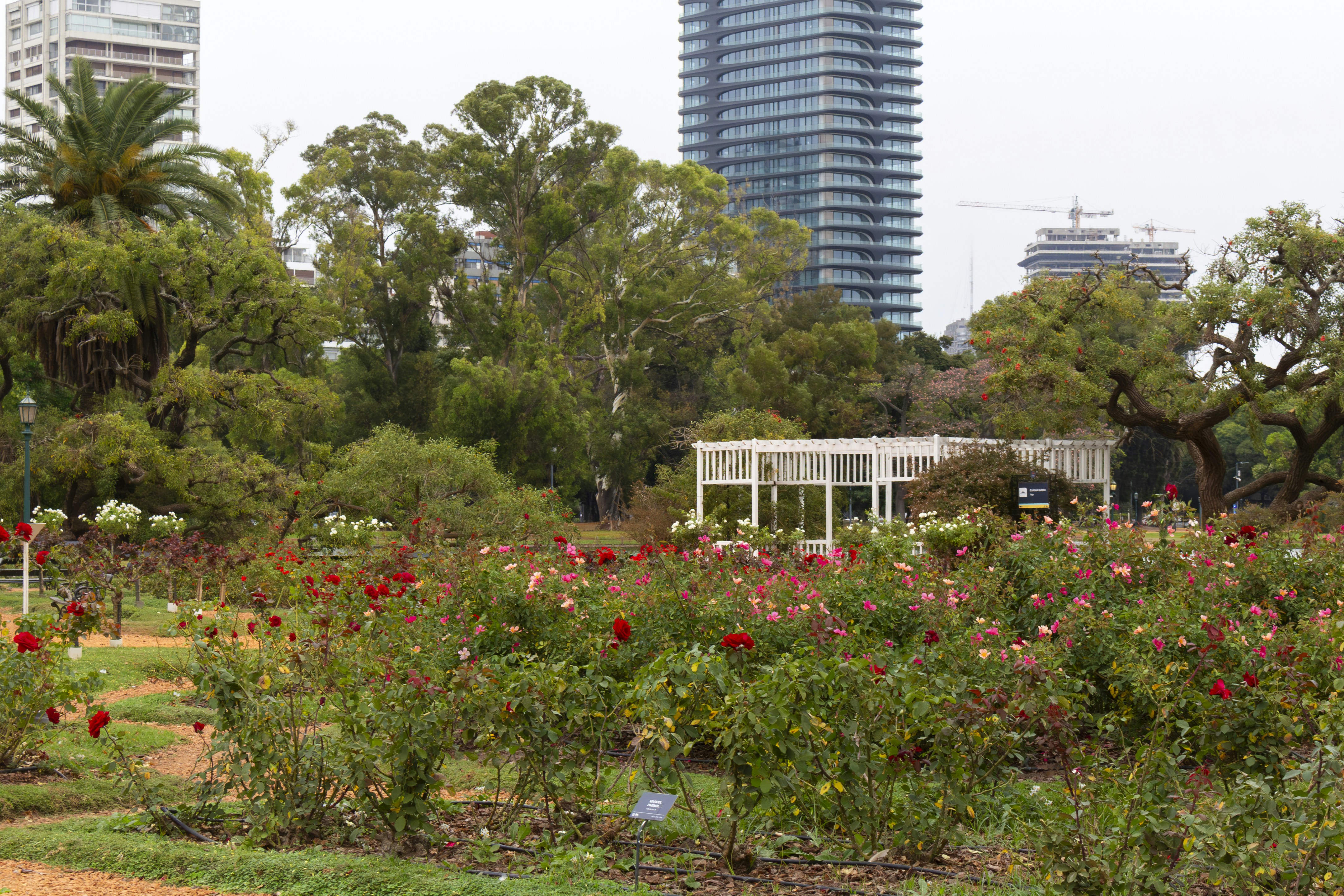 City Rose Garden Under Urban Skyline
