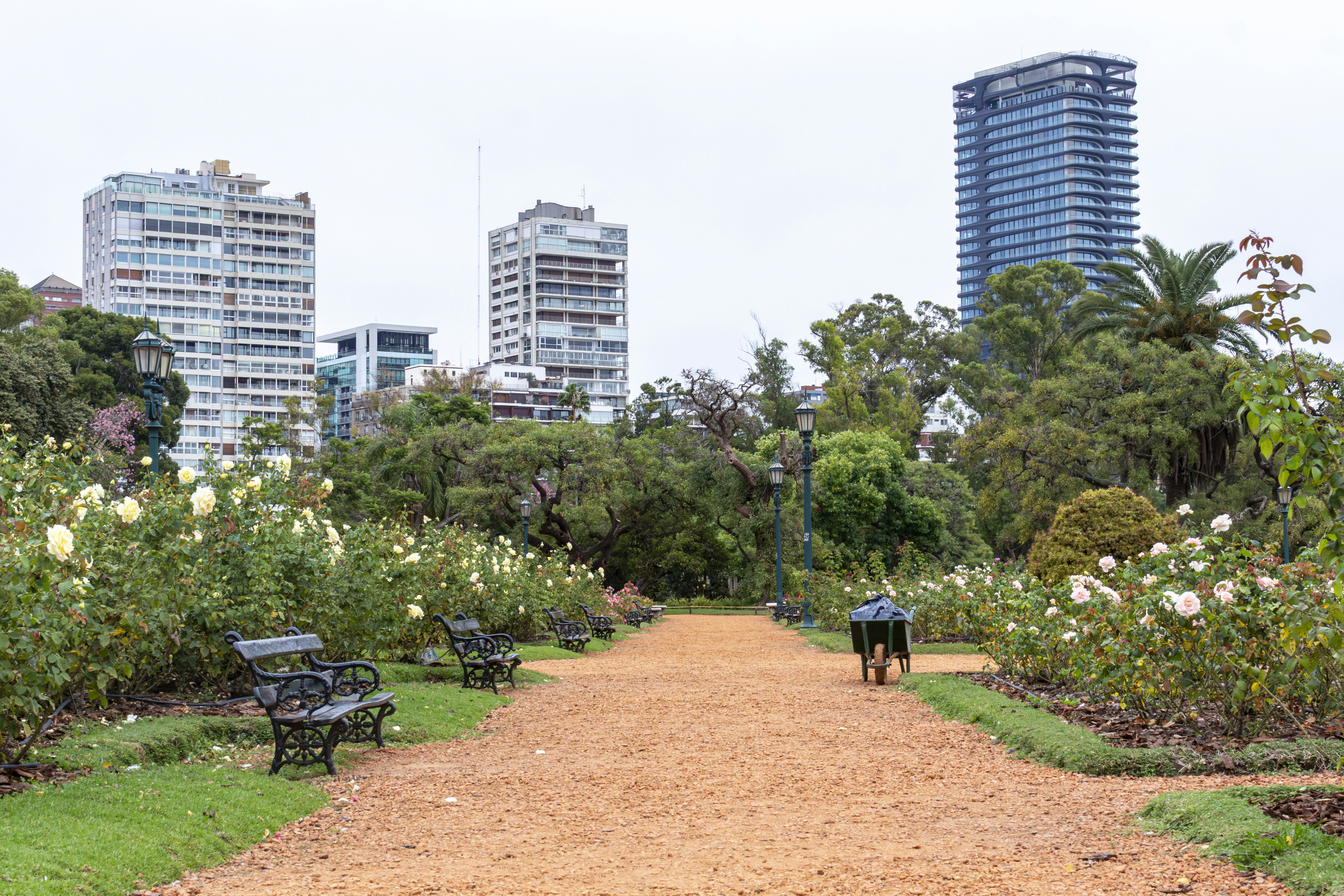 City Rose Walk: A Park Corridor Framed by Urban Skyscrapers