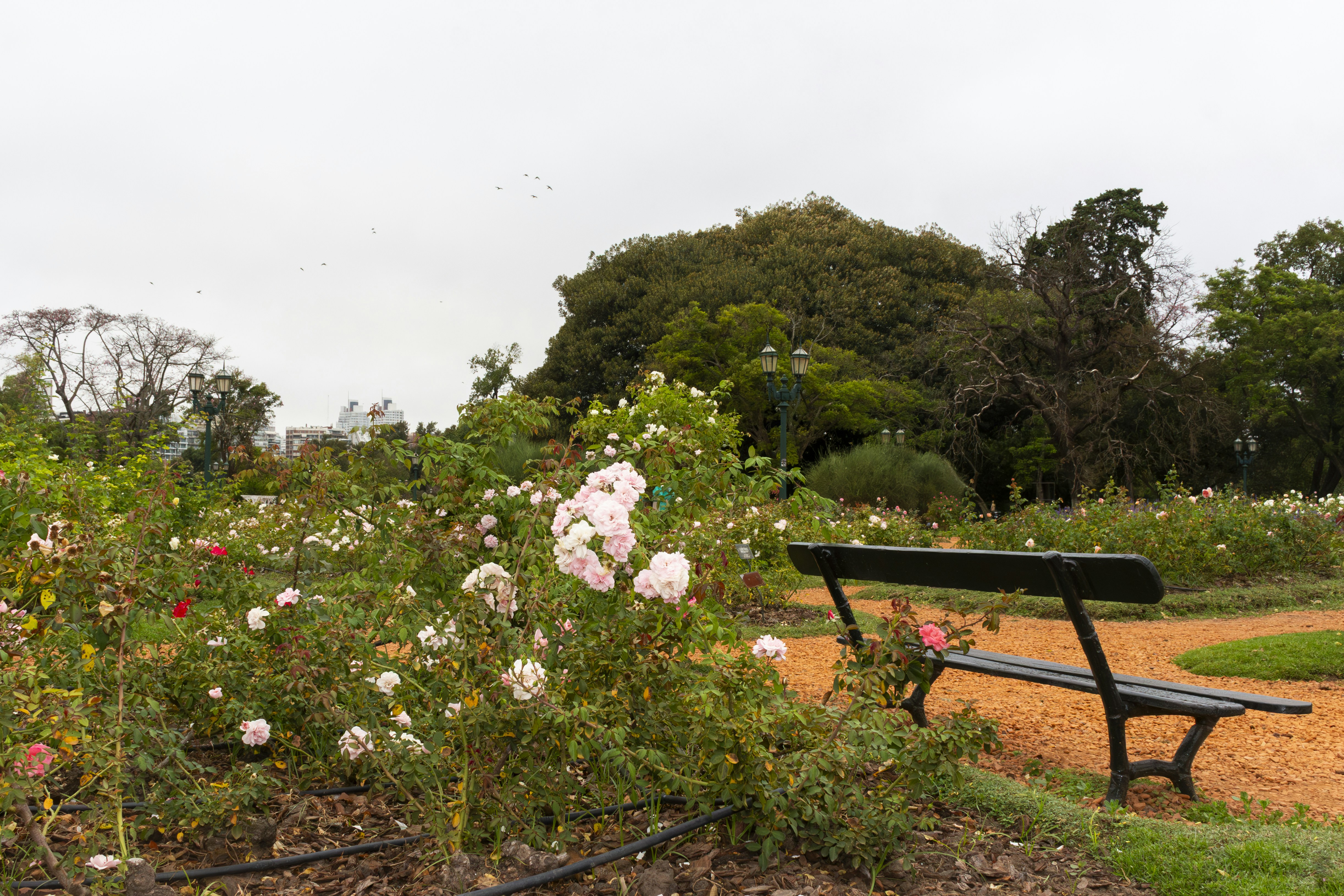 Rose Garden Bench in a Quiet Park