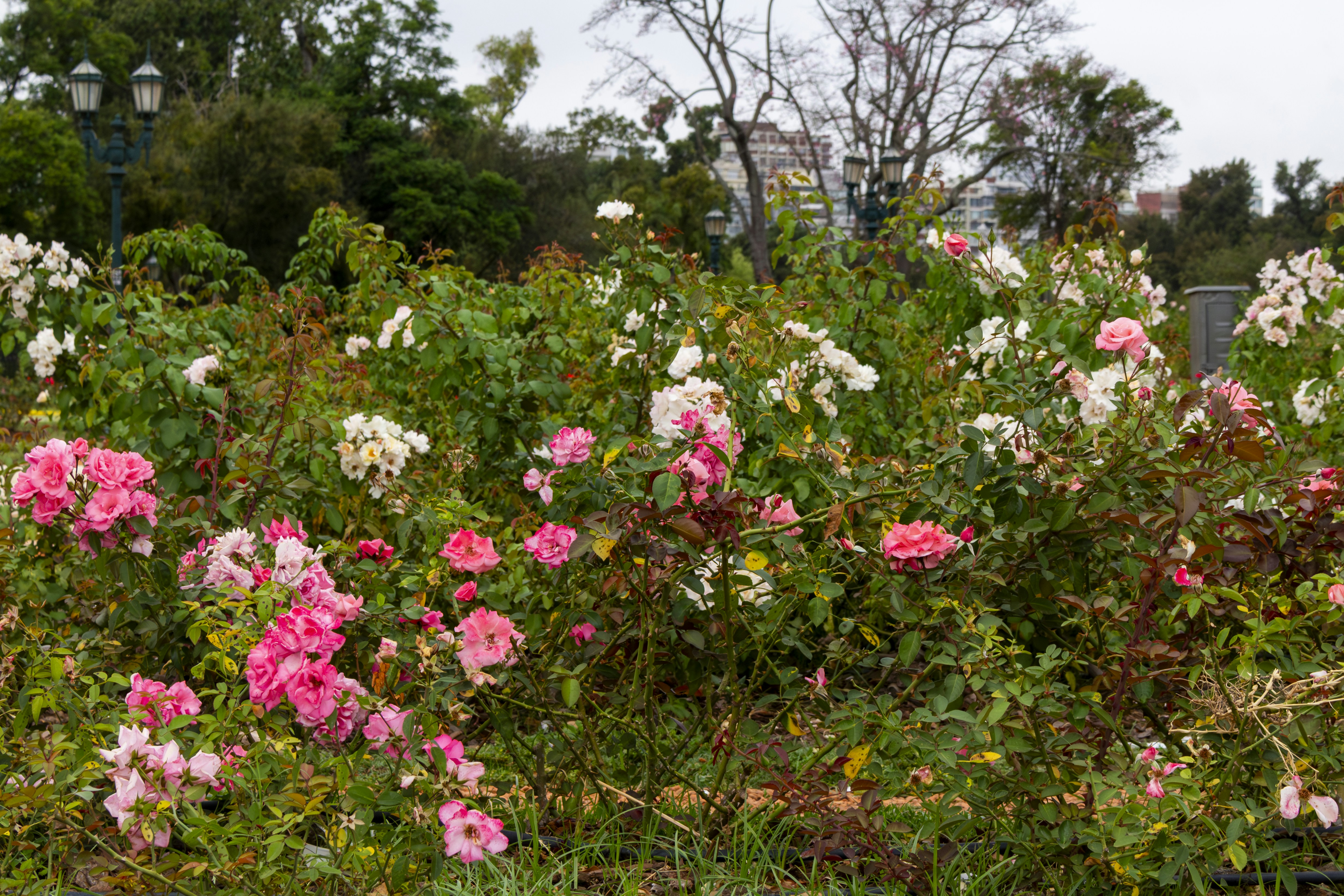 A Bed of Pink Roses Under a Calm Park Sky