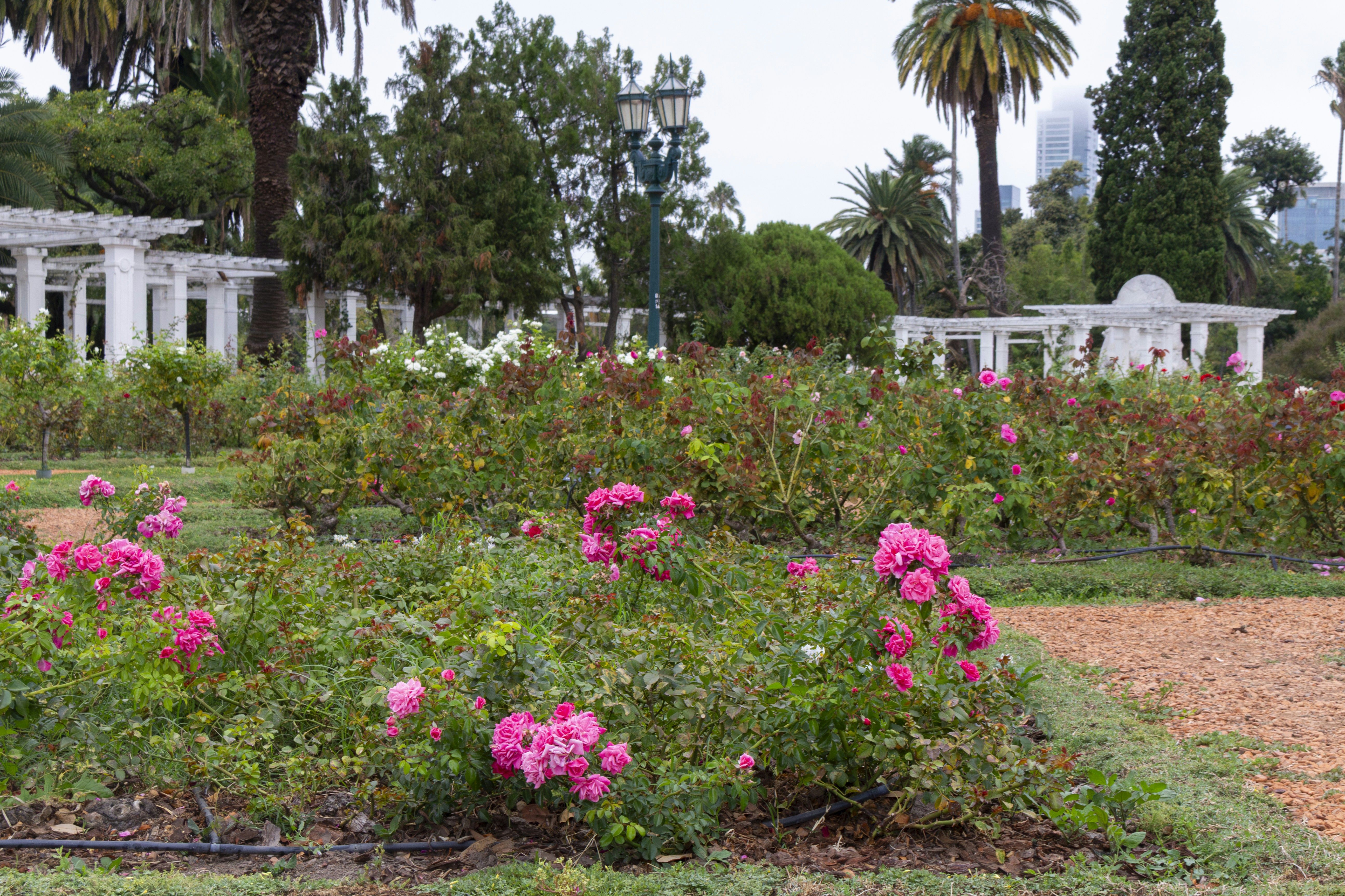 Rosy Garden Pathway: A Quiet Bloom Amid Perimeter Pergolas