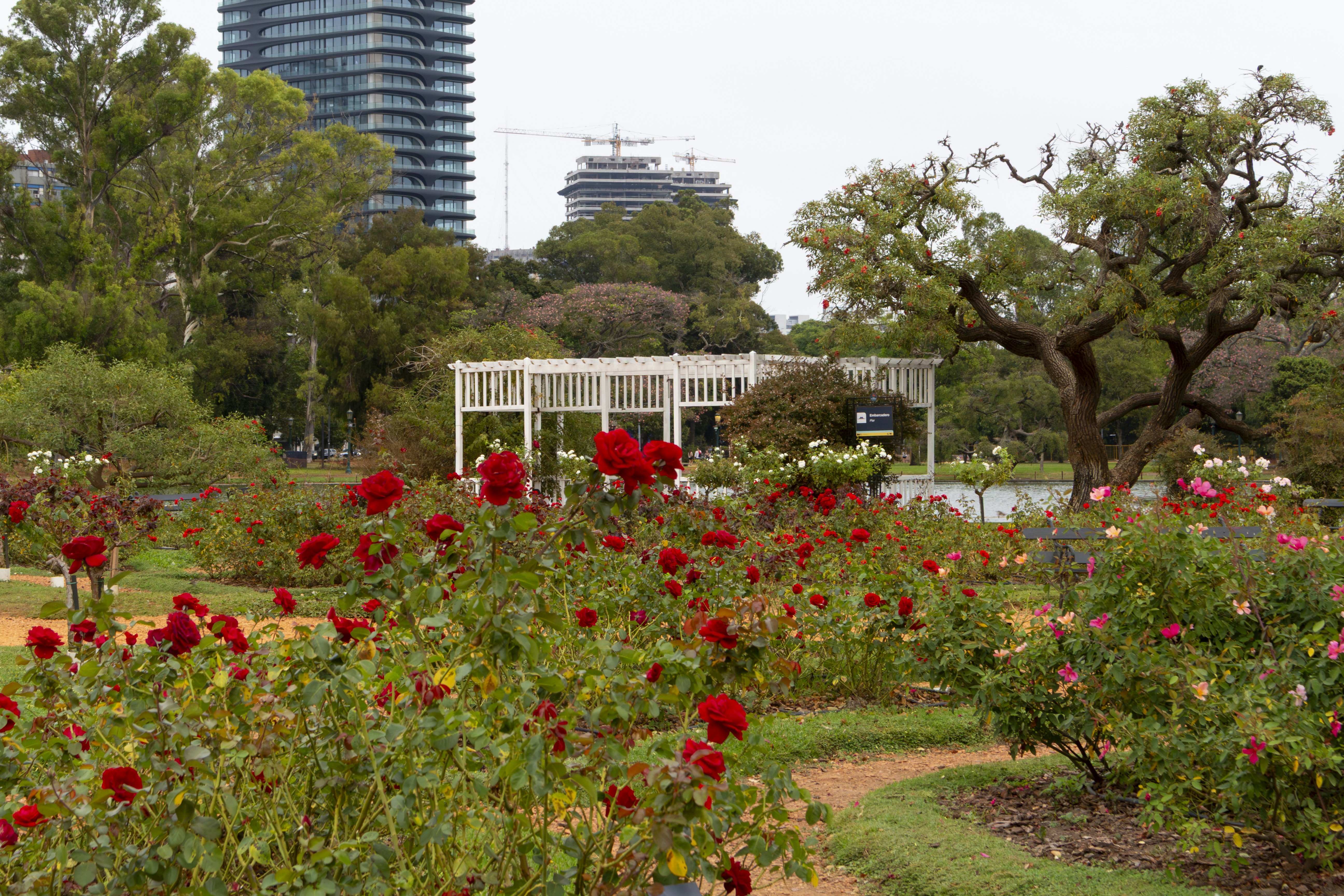 Red Rose Courtyard: A Floral Pause by the White Arbor