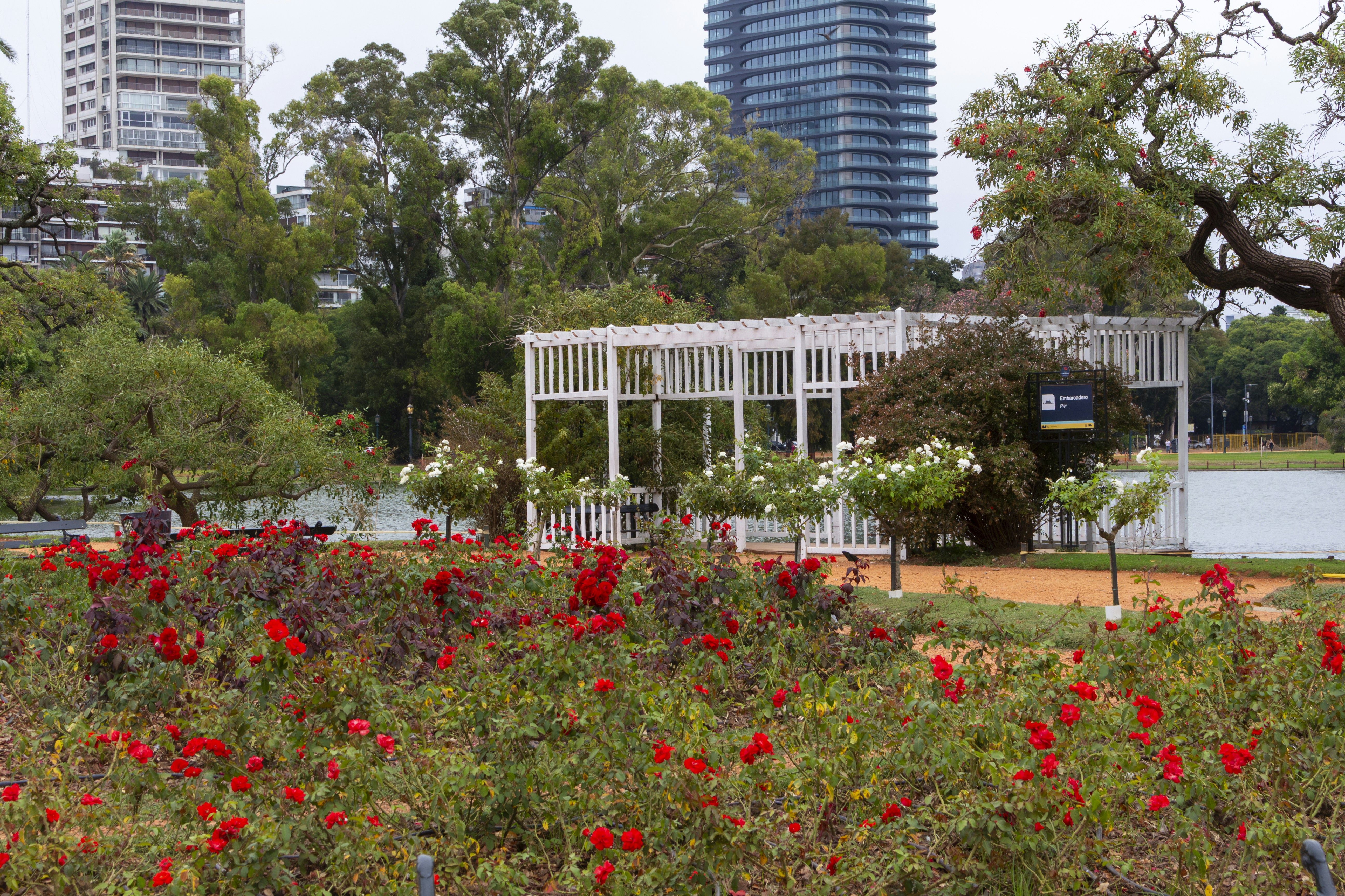 A Screened Arbor Over a Rose Bed in an Urban Park
