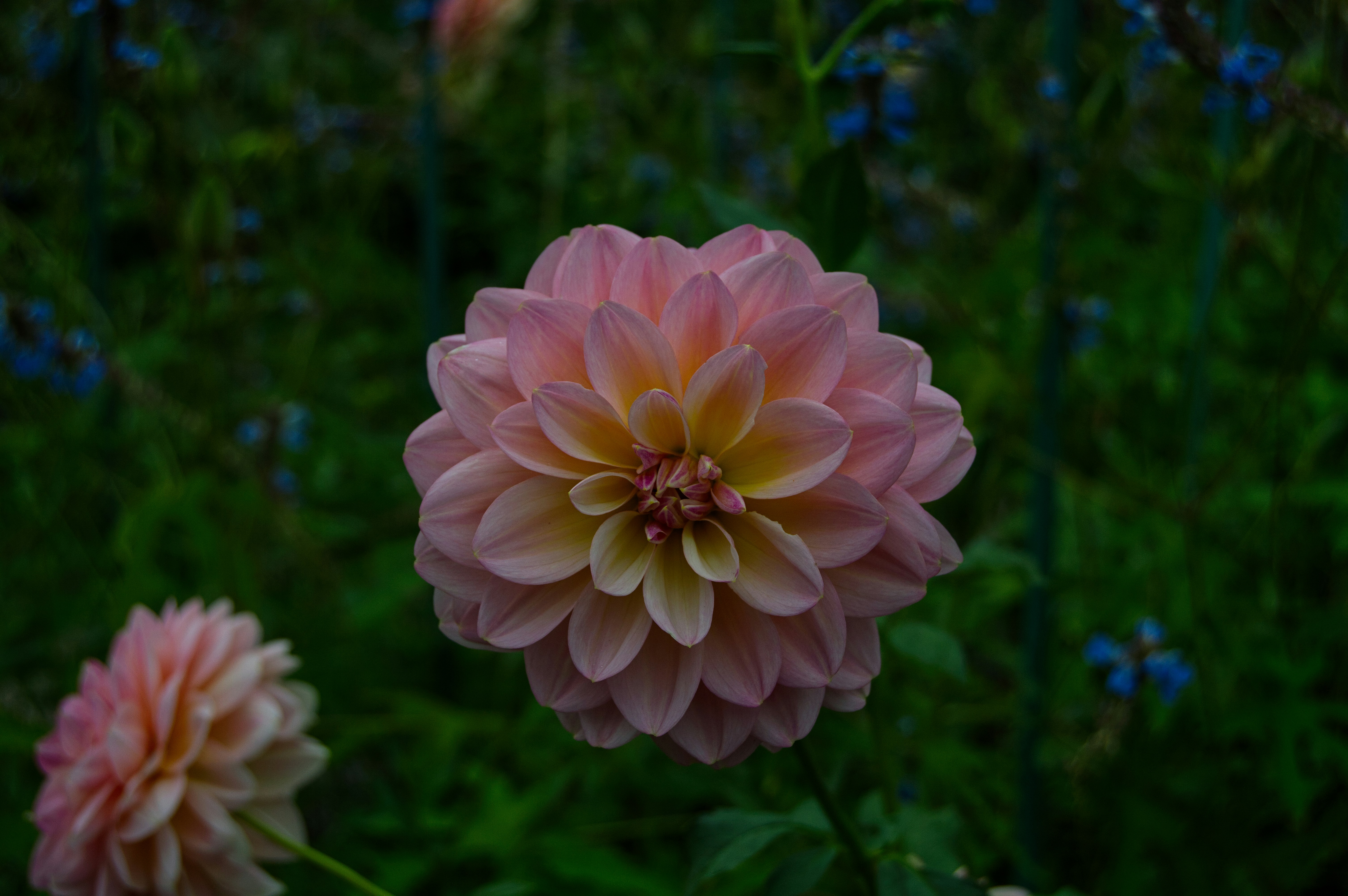 Soft-petal Spotlight: a rosy dahlia in a shadowed garden