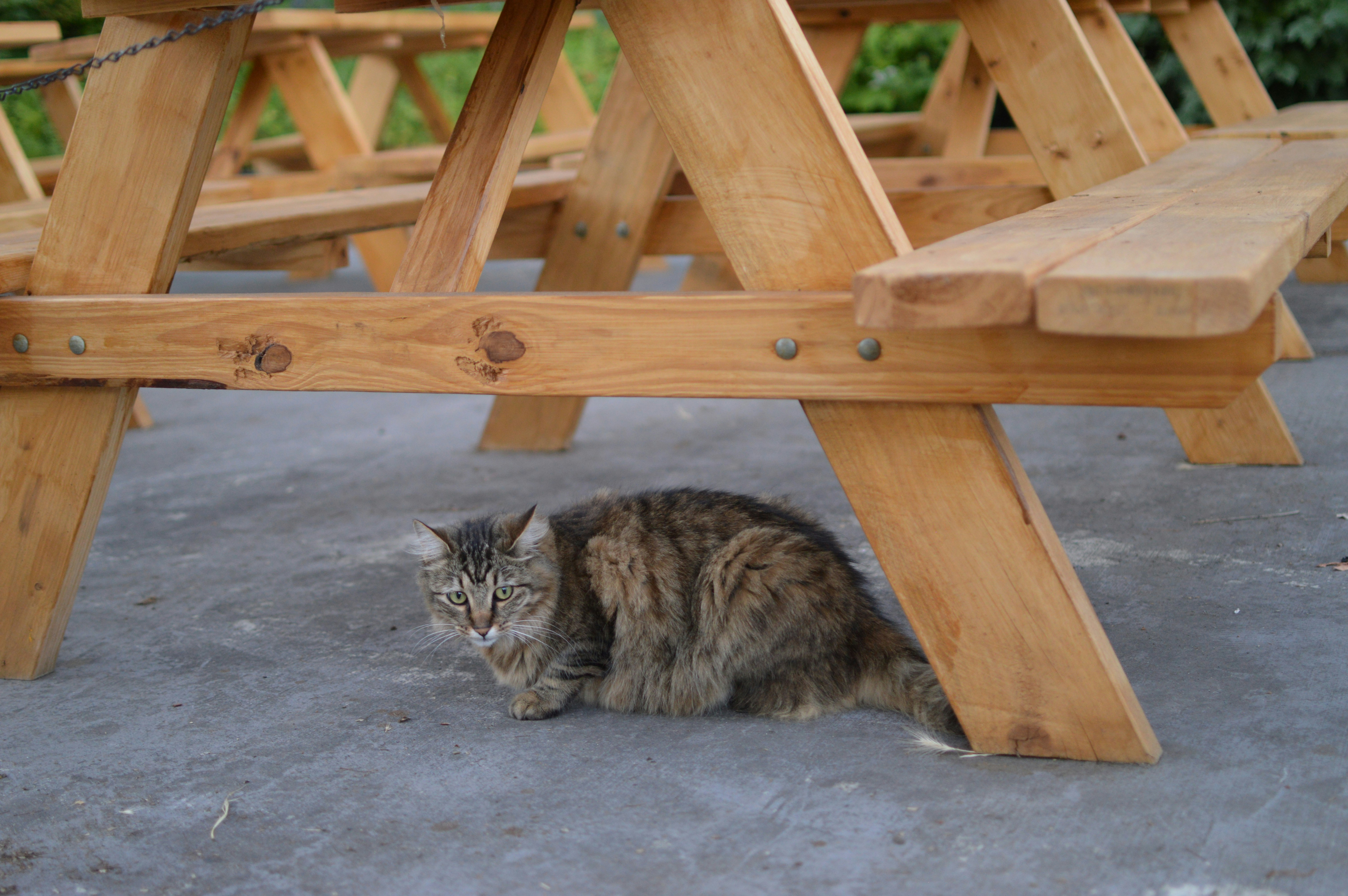 Under the Picnic Bench: A Stray Cat Keeps Watch