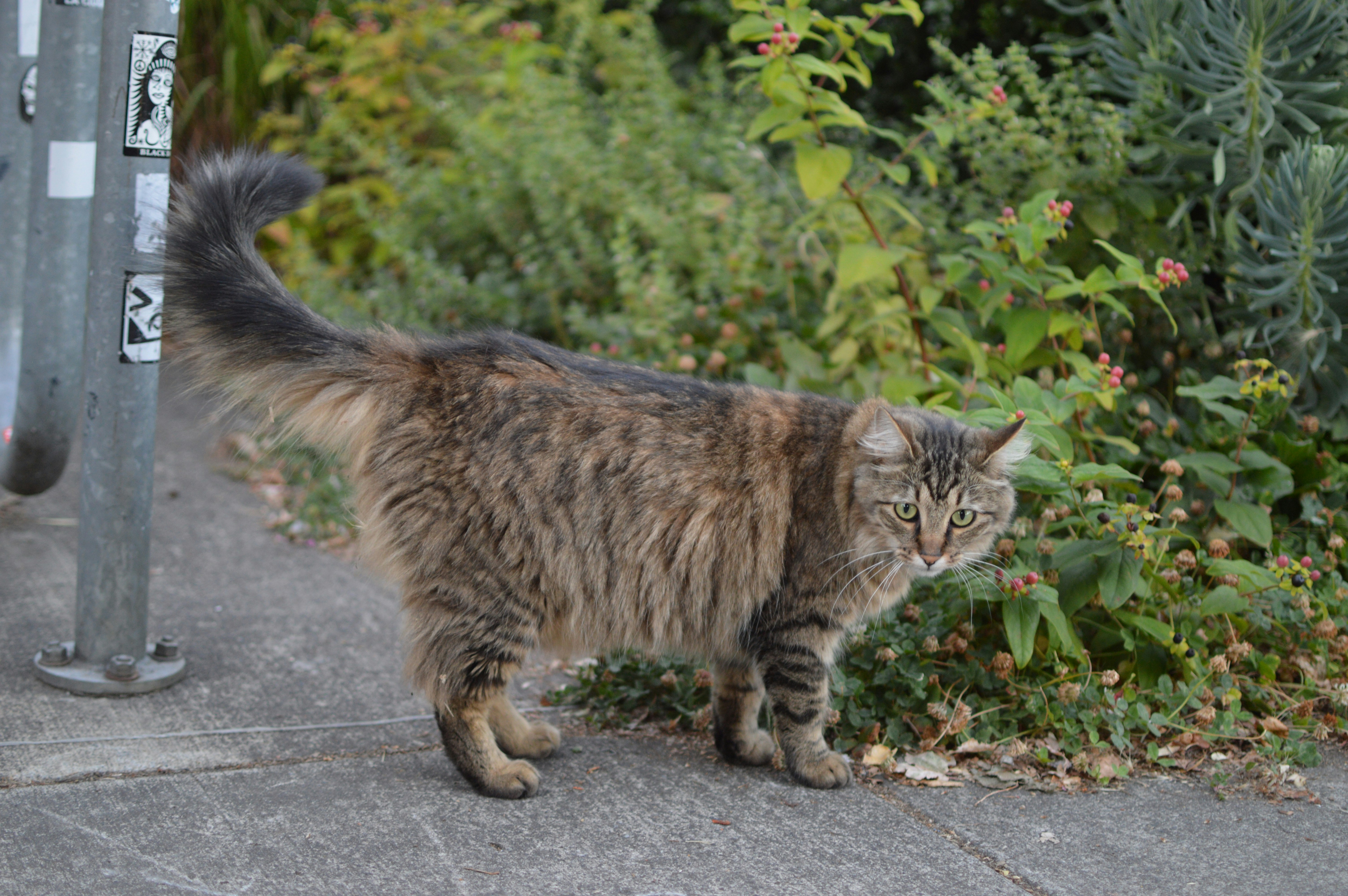 Cat on a Concrete Path Surrounded by Greenery