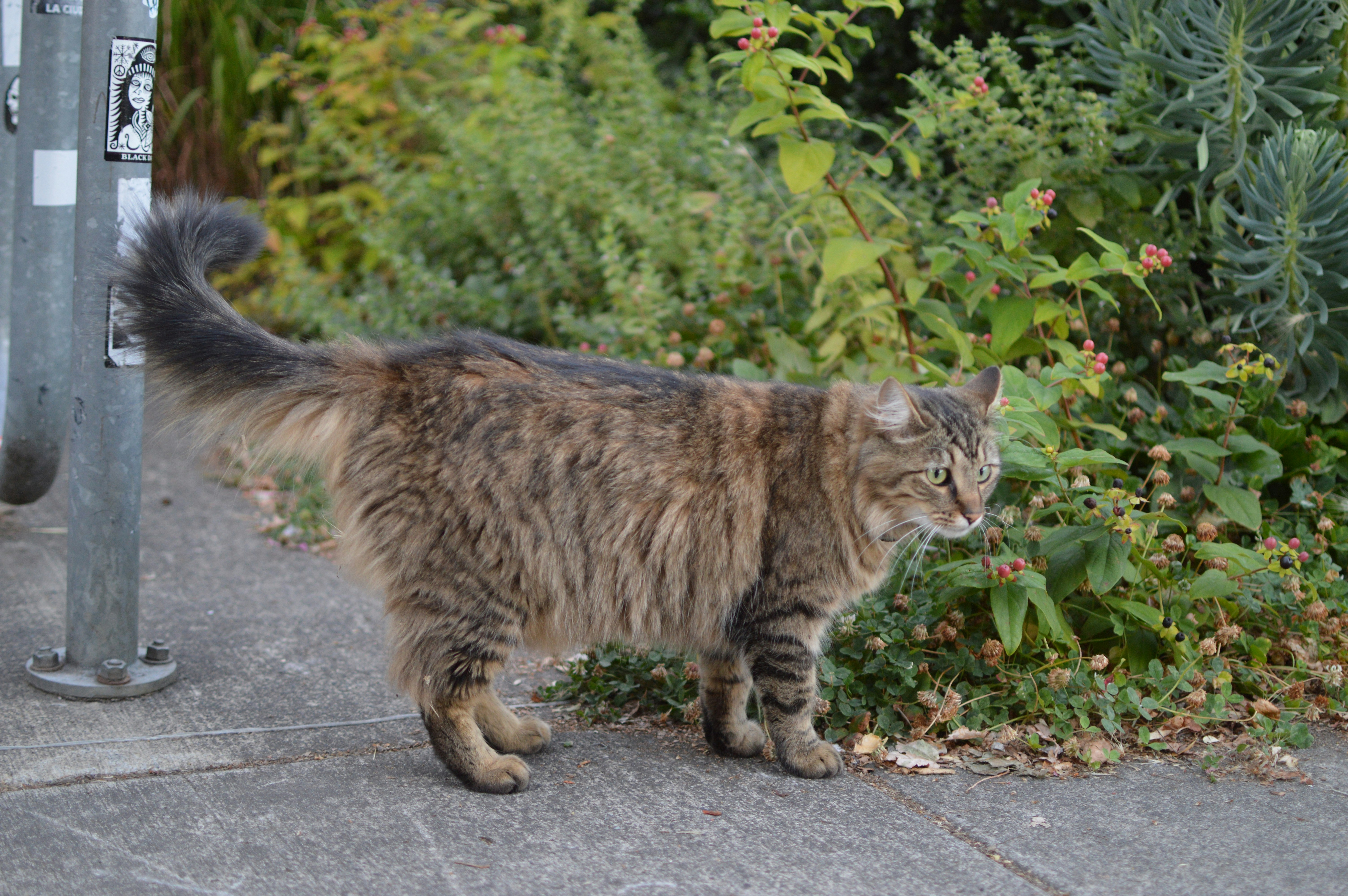 Striding Town Cat Pausing by Verdant Edge