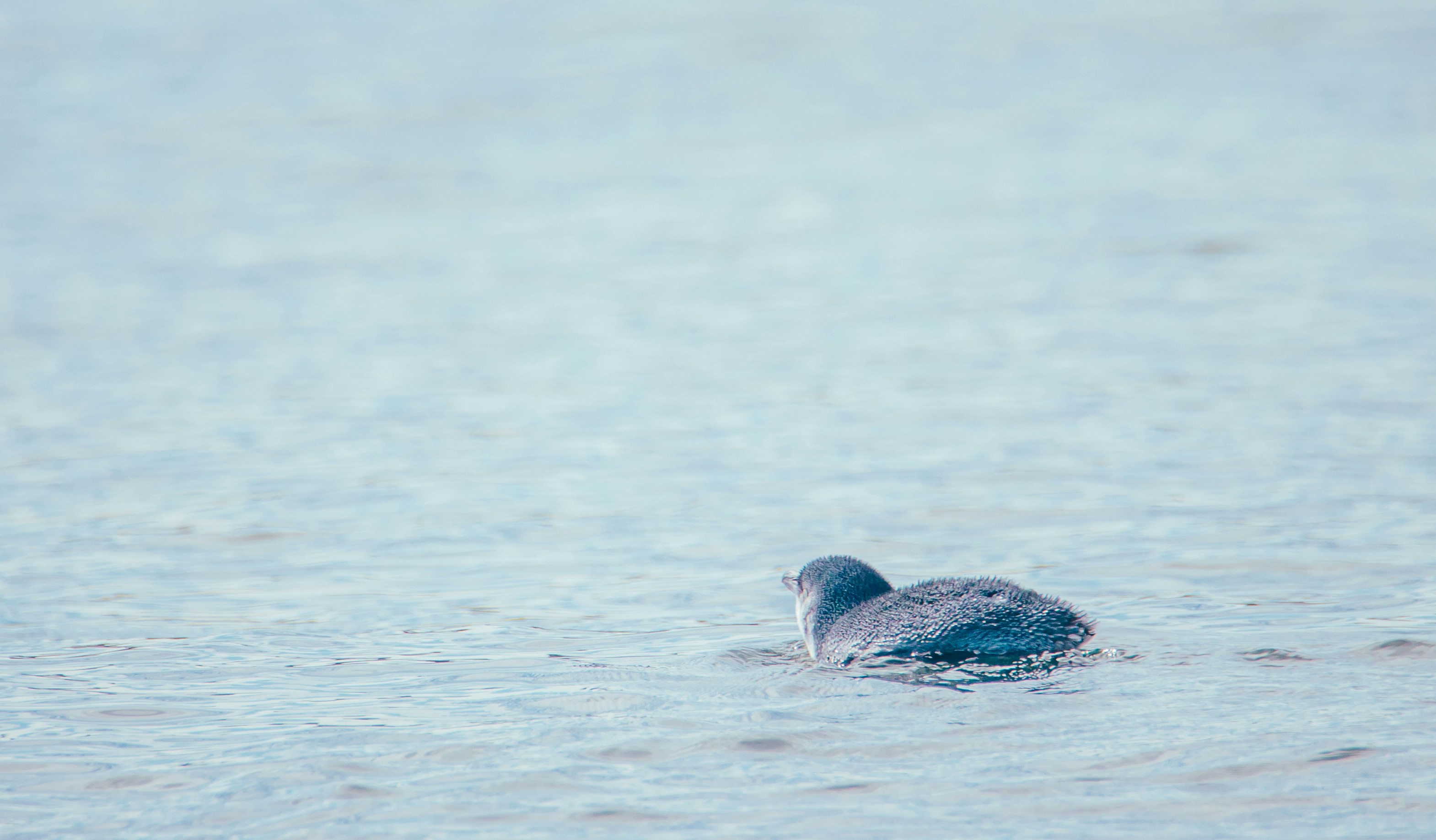 Misty Shoreline Watch: A solitary bird skims the calm blue water