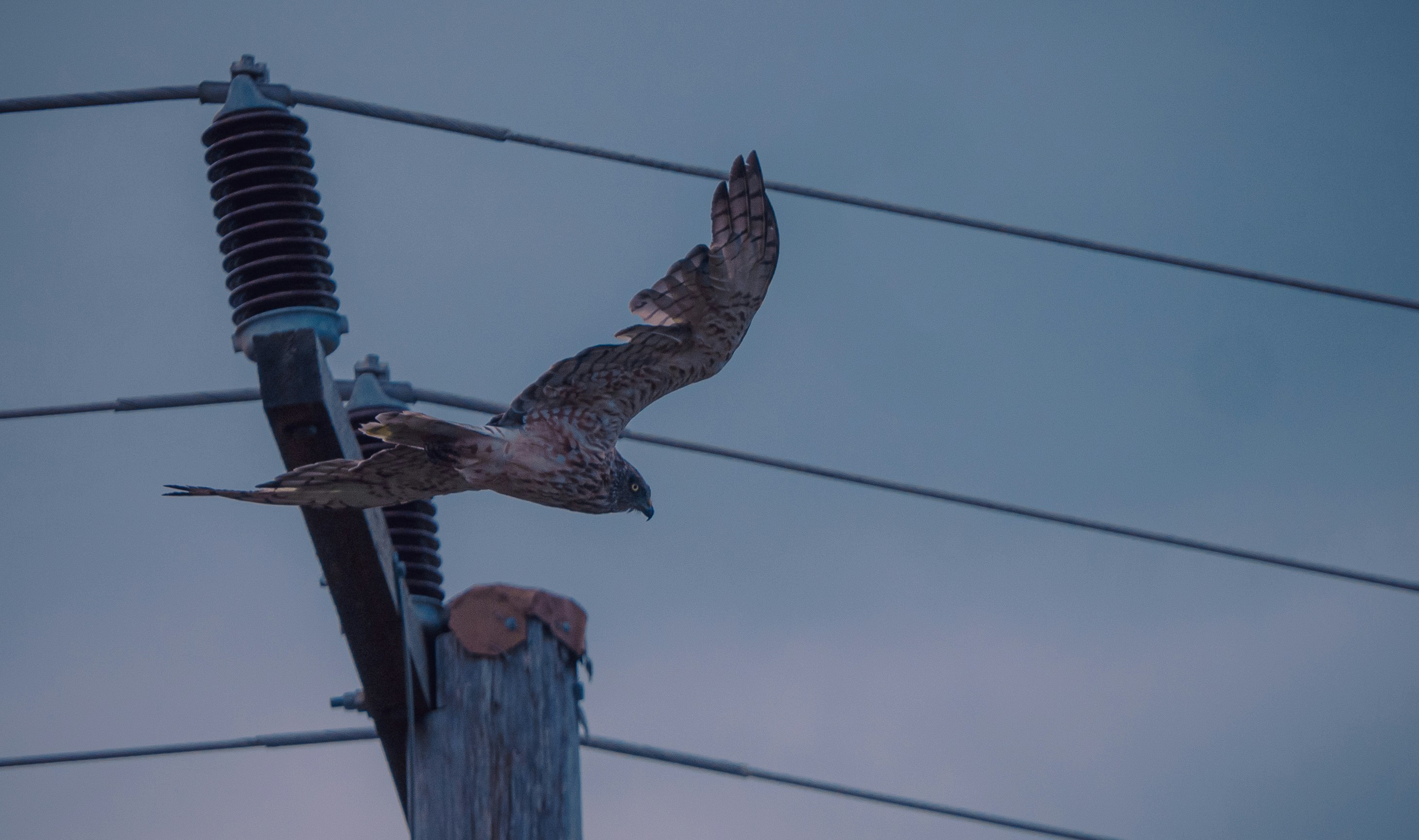 Hawk in Transit: A Rooftop Glide Between Wires