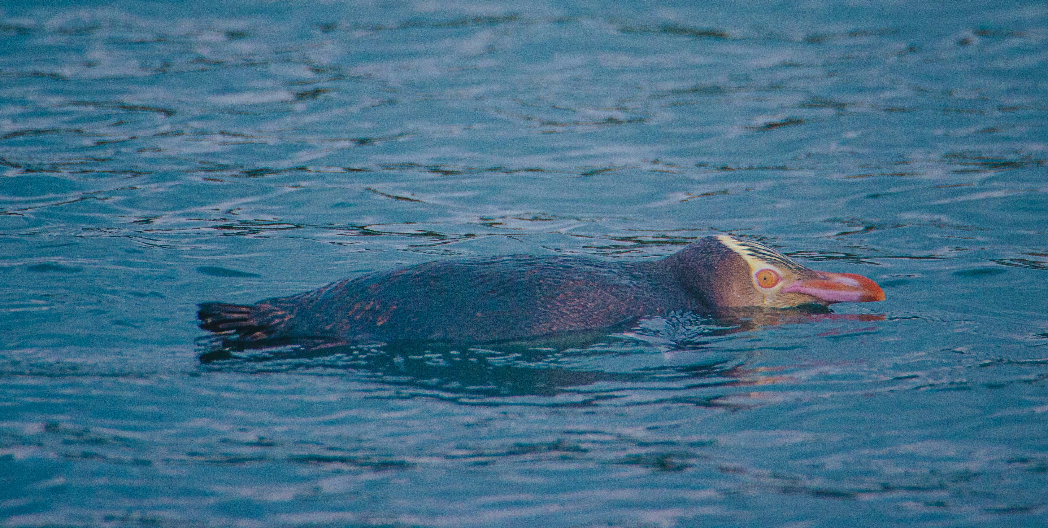 Red-billed Coot in Tsunami Blue: A Quiet Harbor Watch