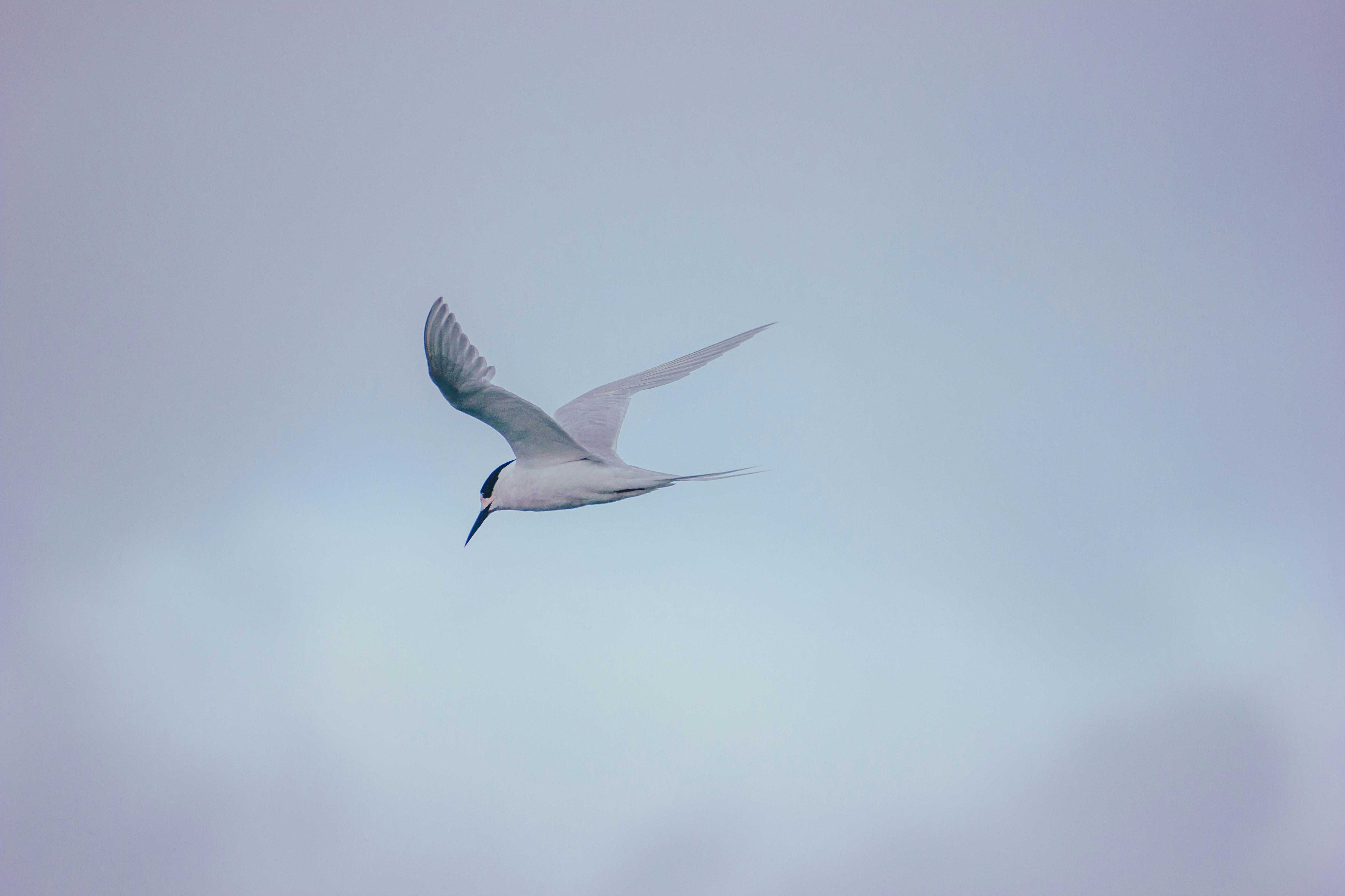 Soaring Arctic Tern Against a Pastel Sky