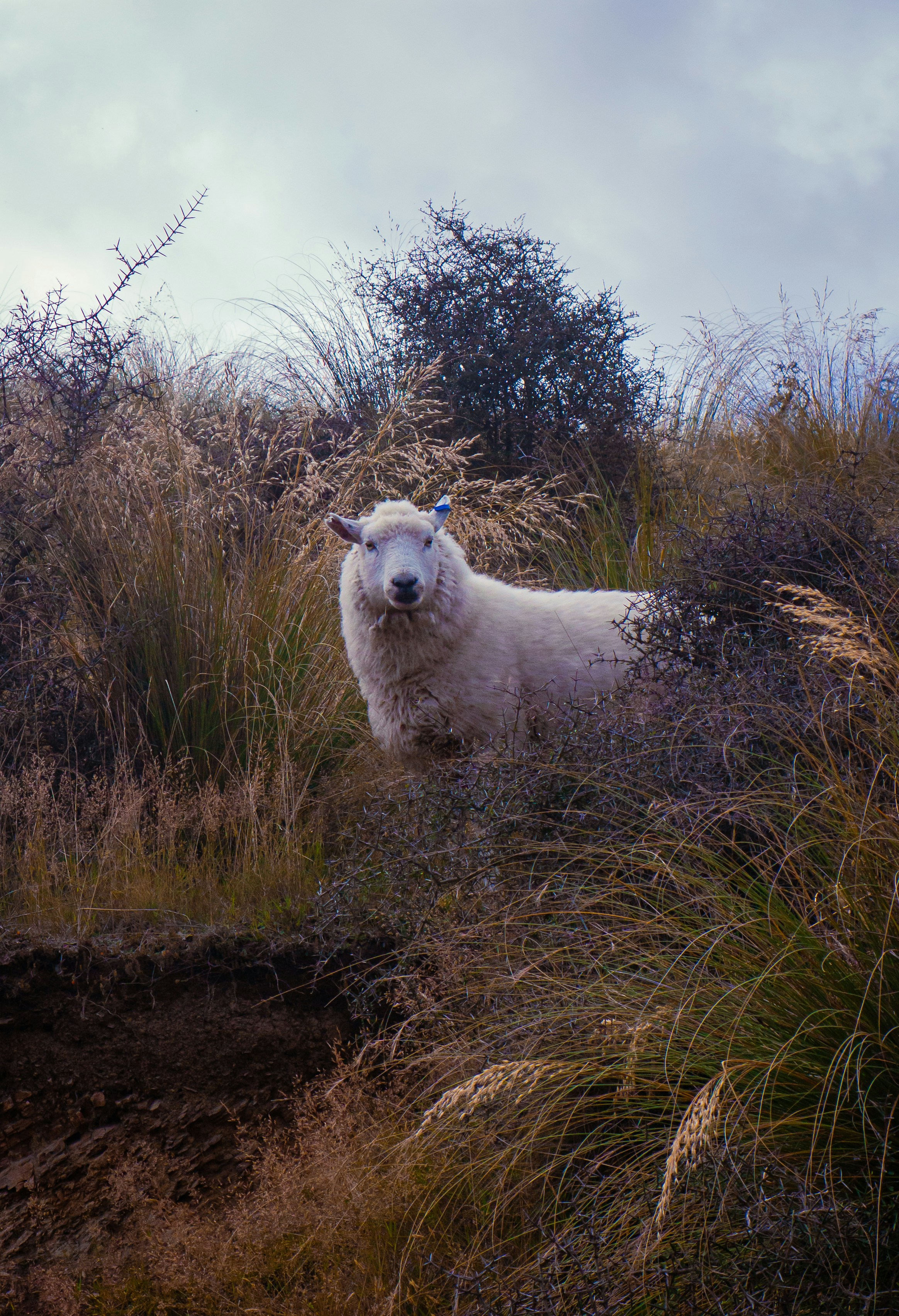 White Mountain: A Lone Sheep Among Dune Grass