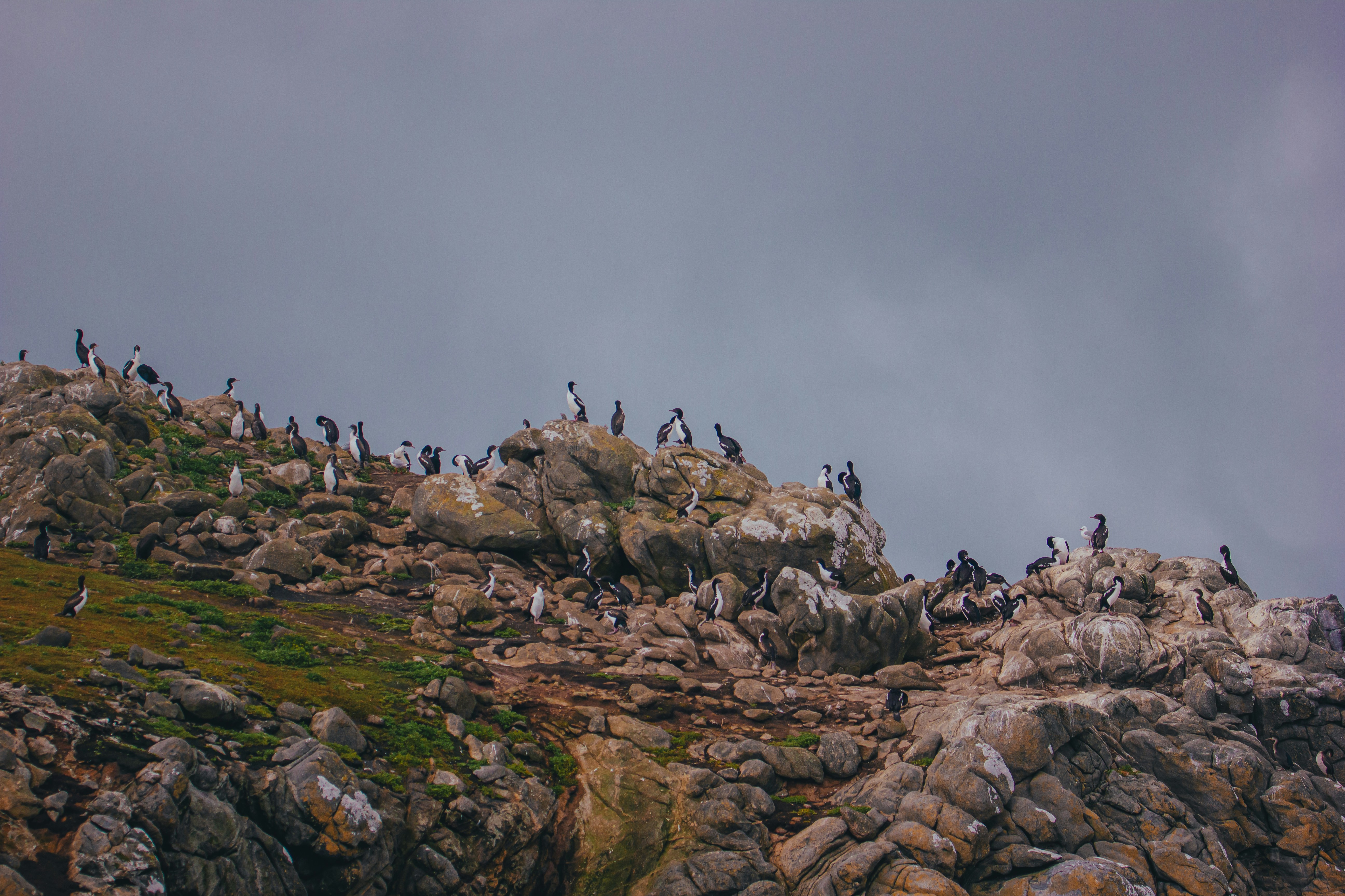 Squawking Skyline: A Harbor of Birds on Wind-Worn Rocks