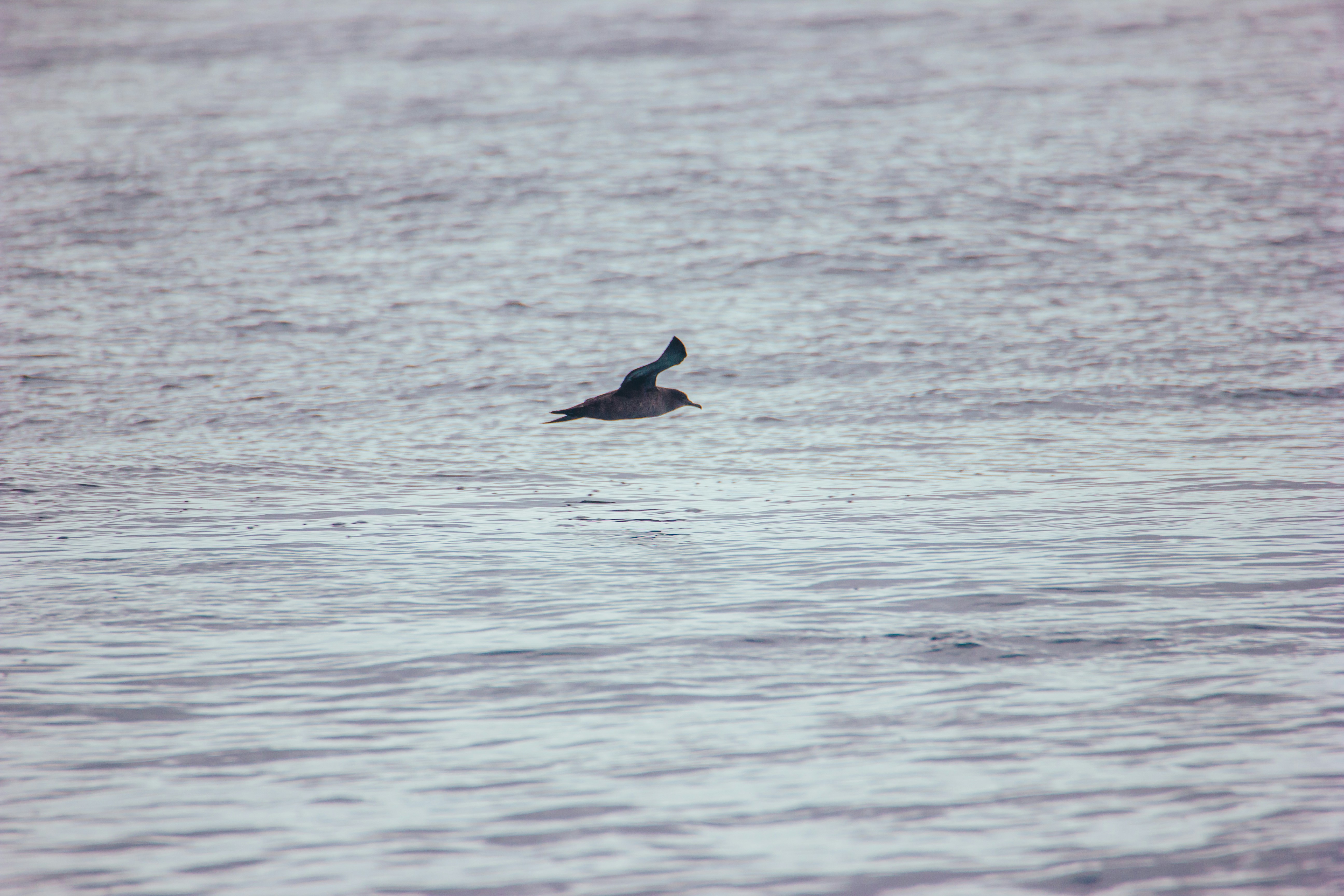 A lone gull skim on a glassy lake at dusk