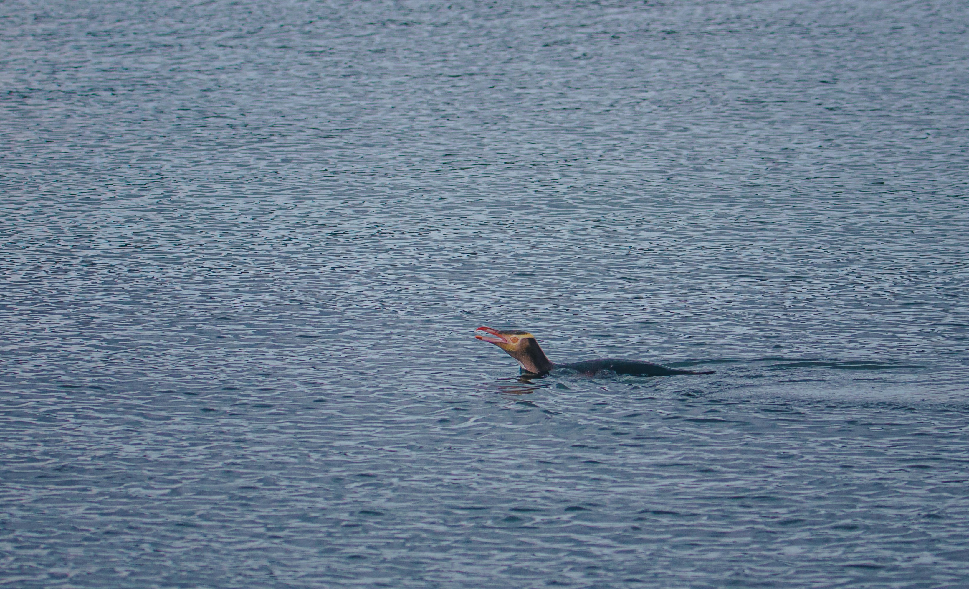 Harbor Eye: A Distant Duck Dives into a Quiet Sea