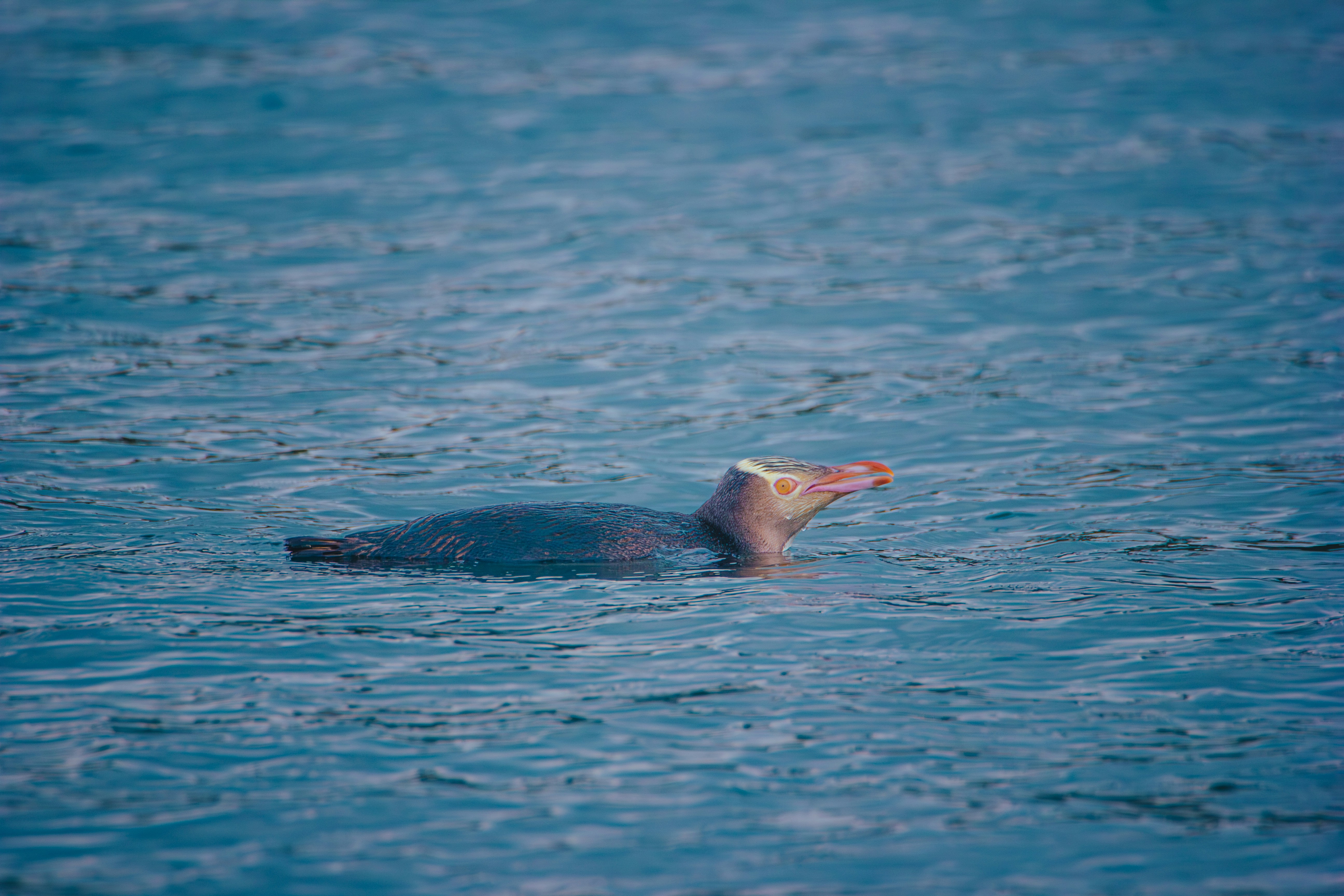 Red-billed Seabird Gliding Through Blue Quiet