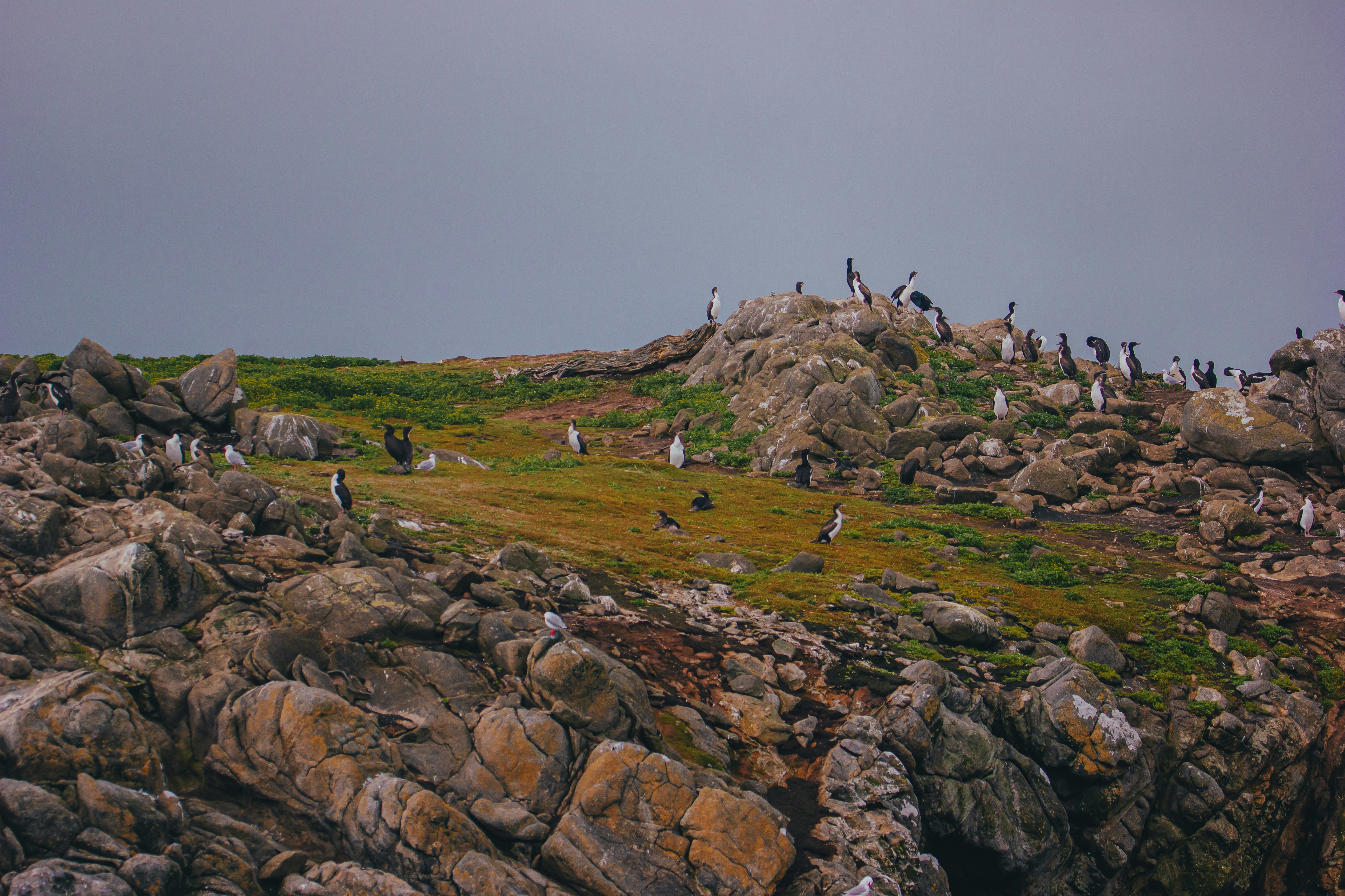Lone Watchers Amid the Weathered Cliffs