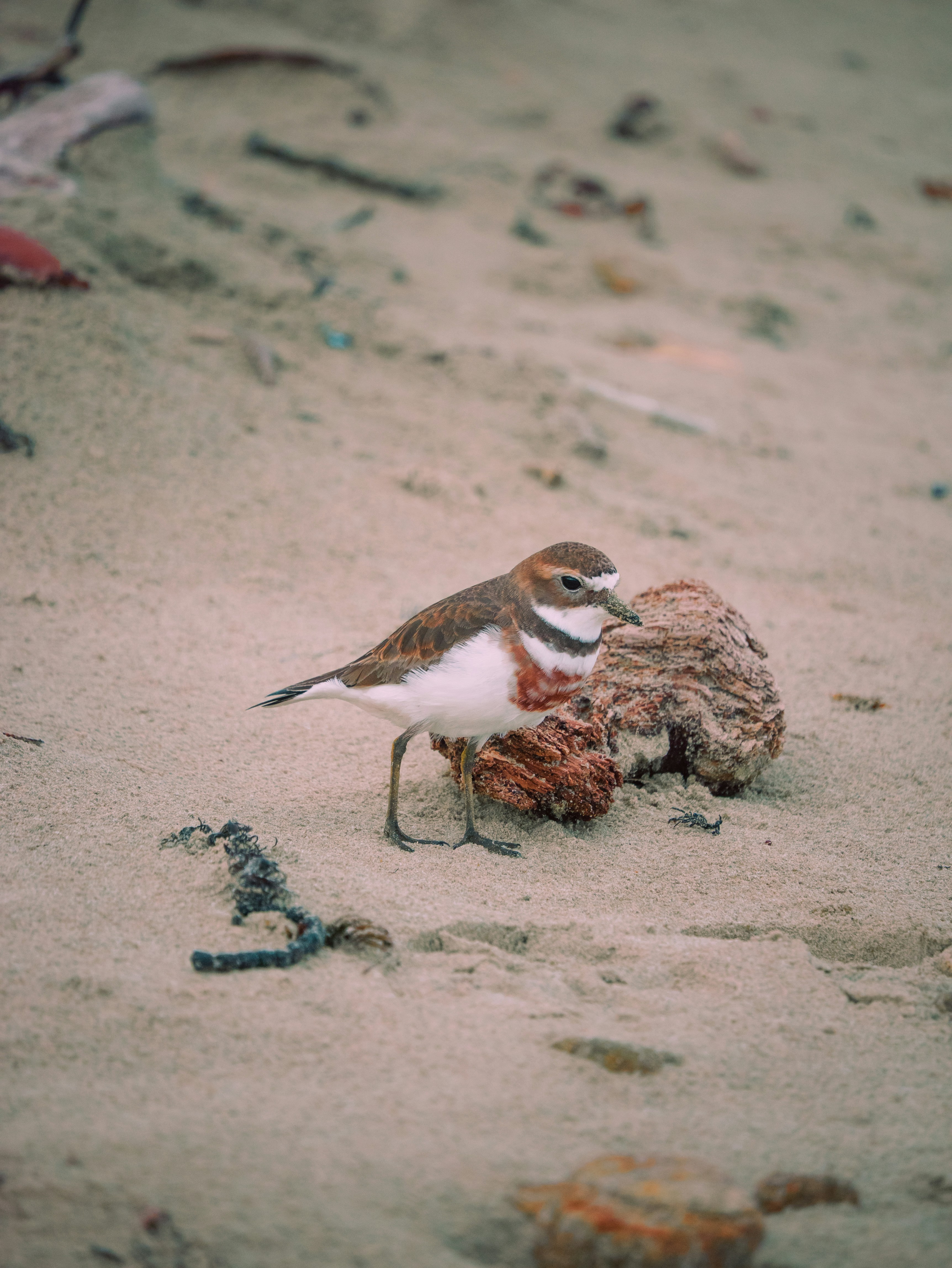 Little Shore Wader Pebbles Through the Tide