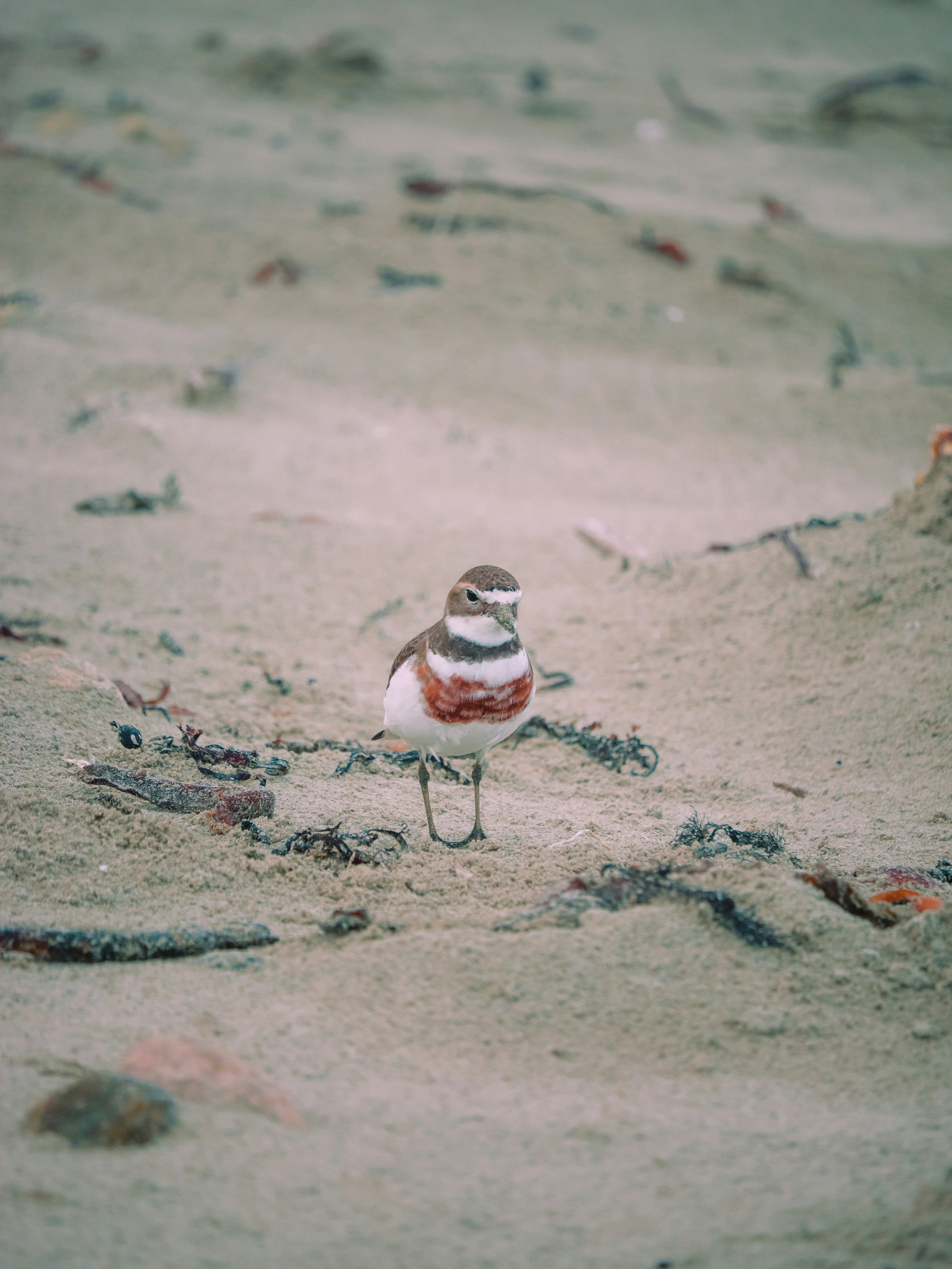 Striped Sandstroll: A Snowy Plumped-Back Shorebird Remains Poised