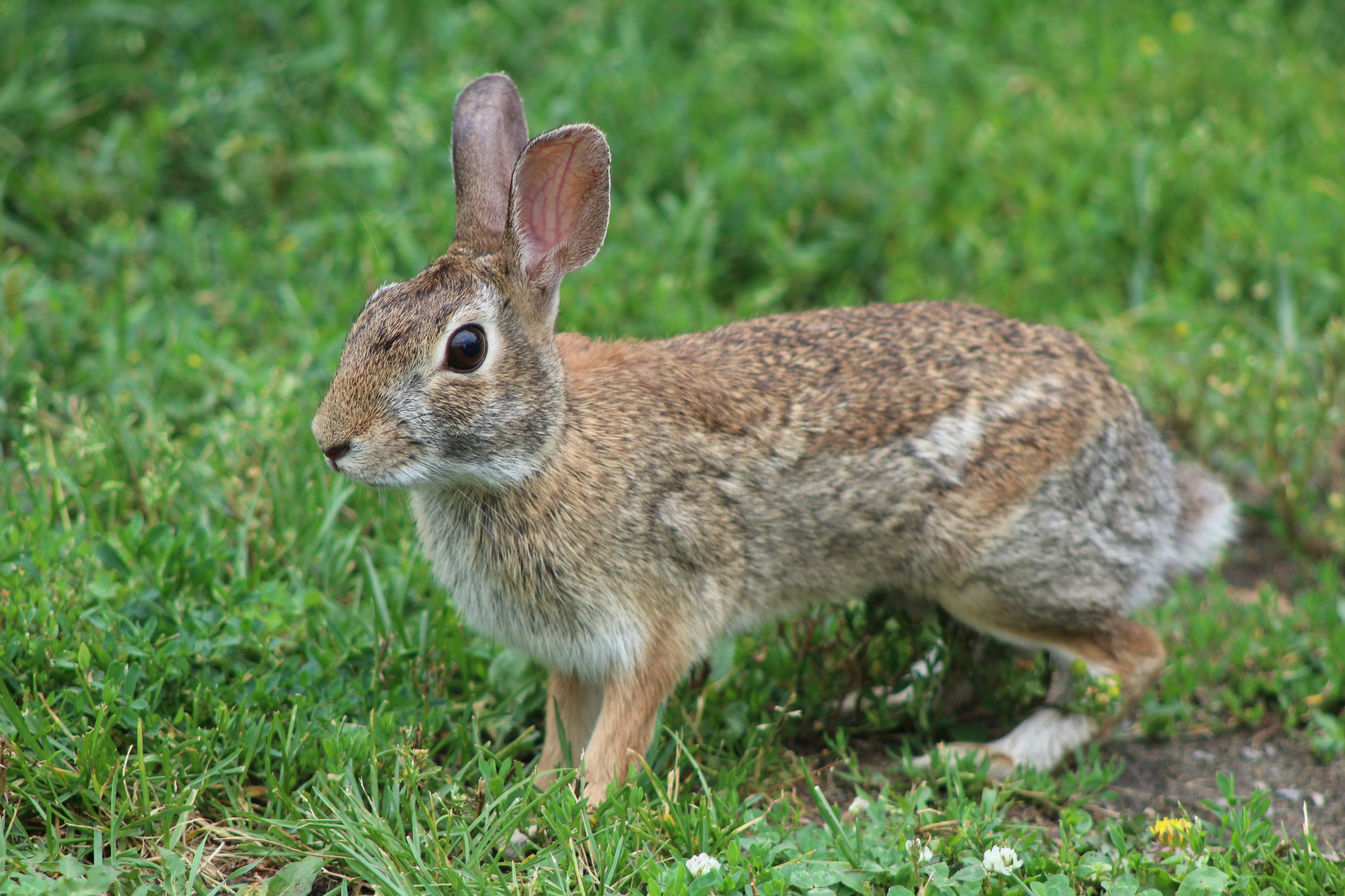  alert-eyed hare on a sunlit grassy patch