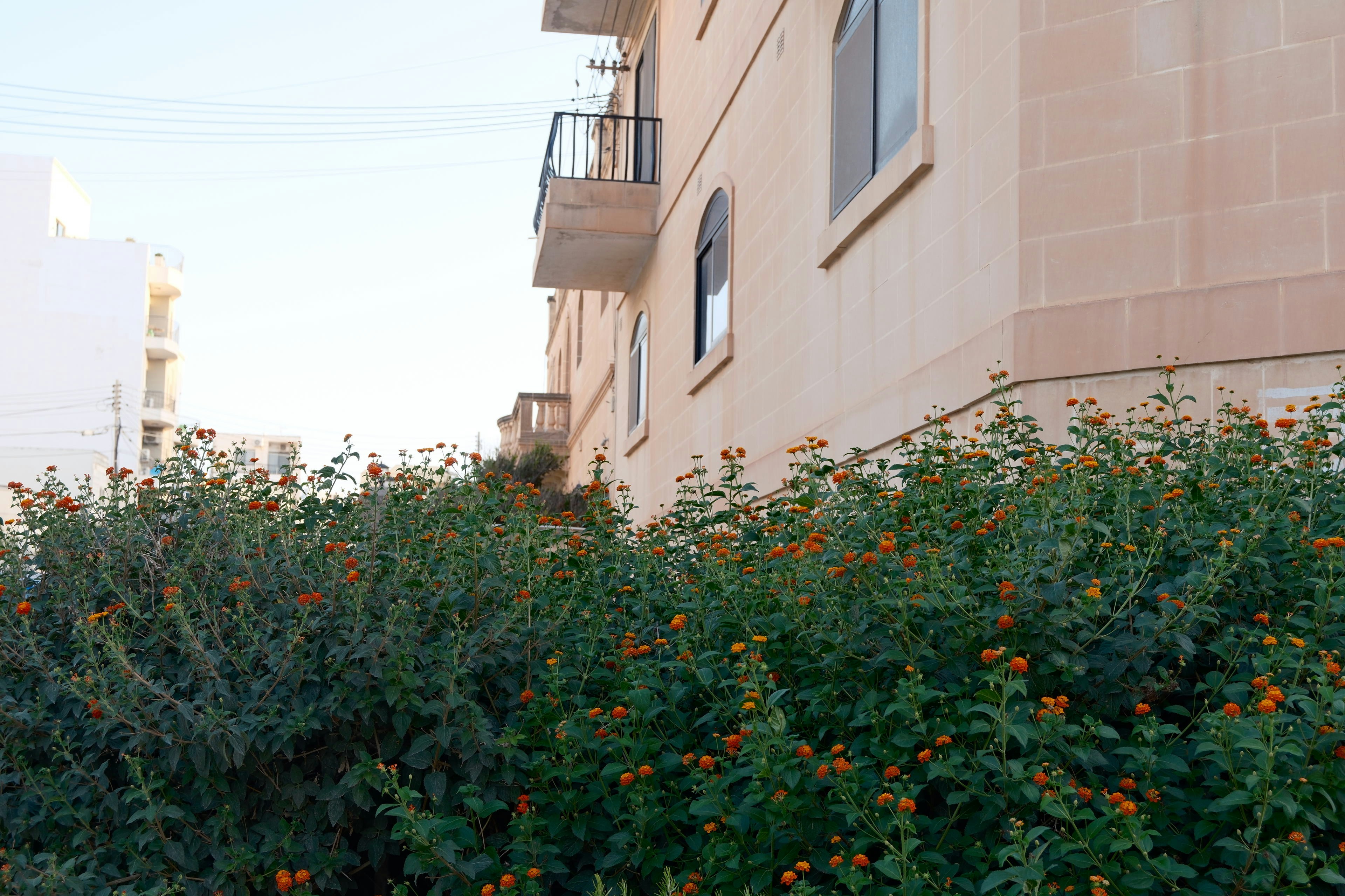 Orange Bloom Ridge at Apartment Edge