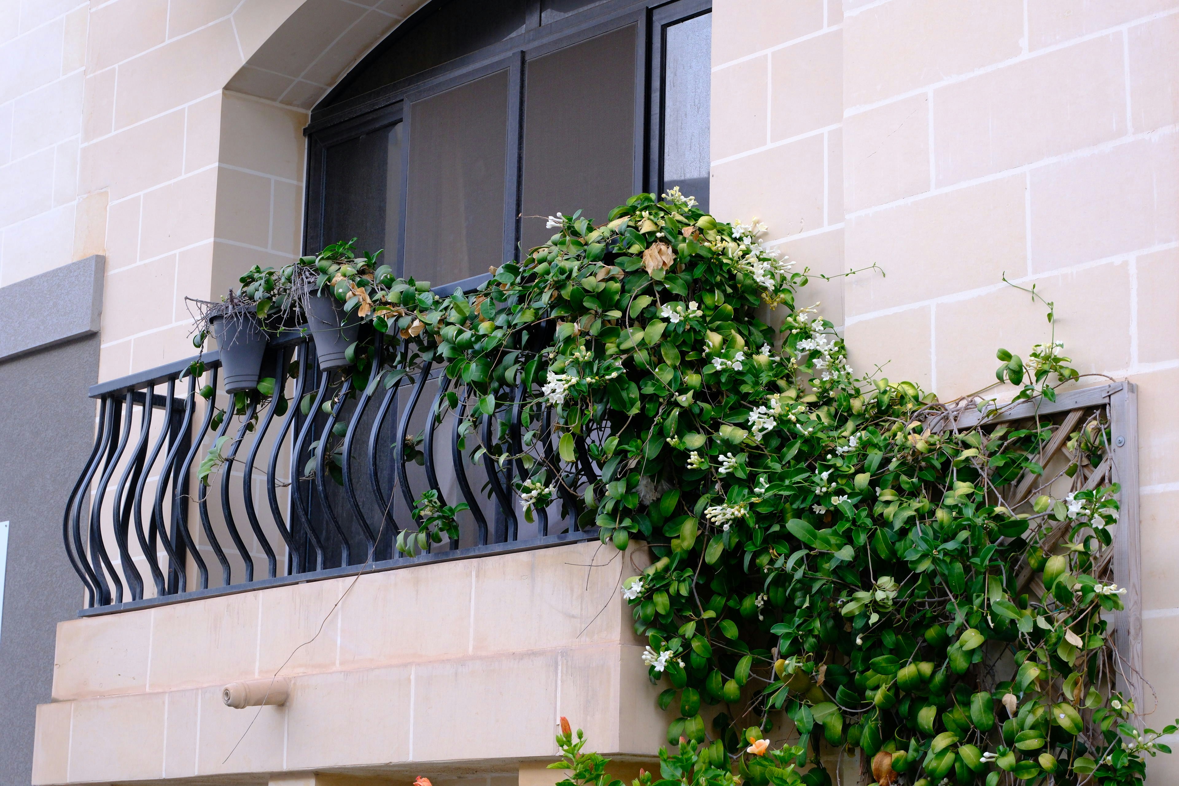 Green Cascade Over a Beige Balcony: Climbing Vines on an Urban Terrace