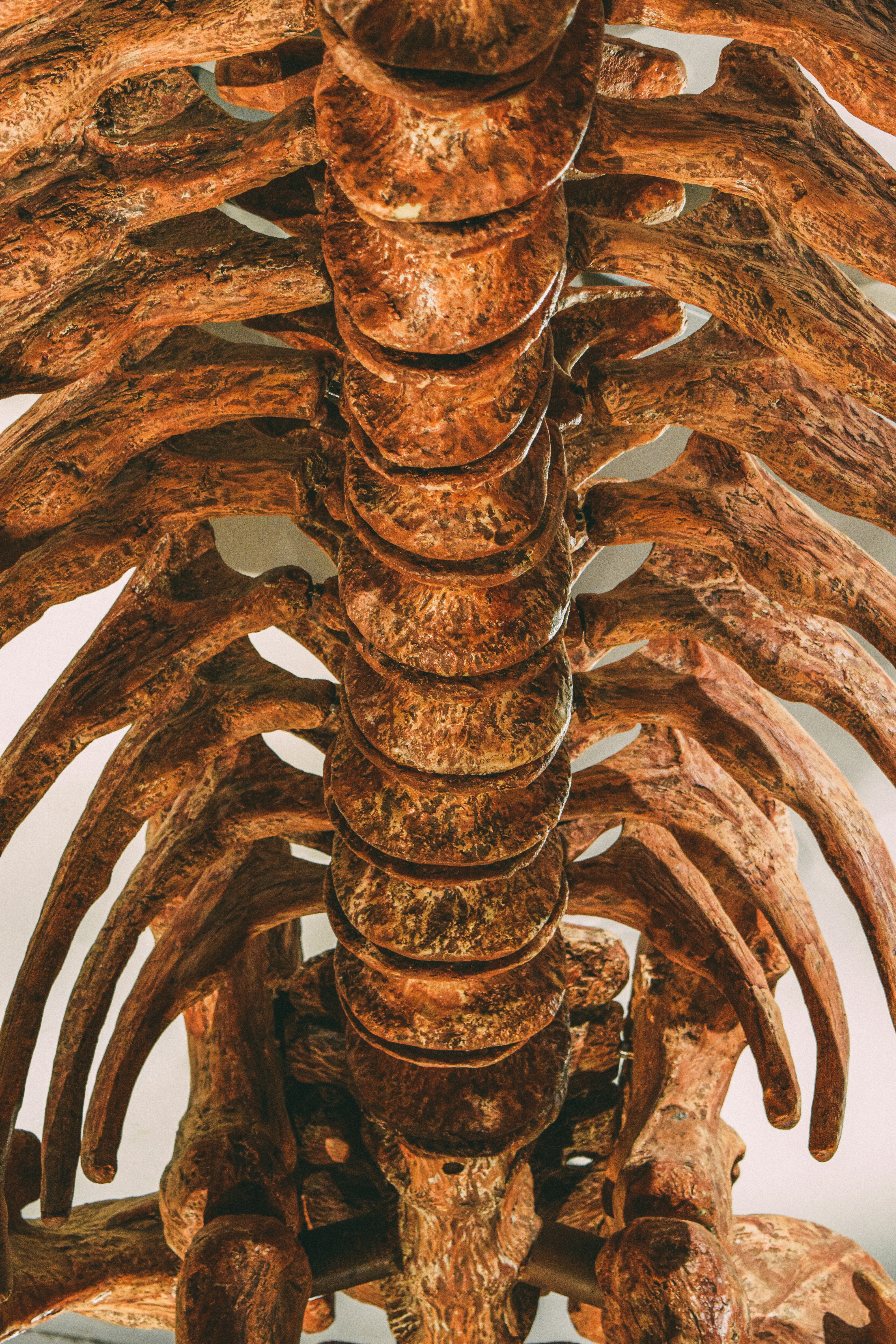 Rusted Spine: A Central View into Weathered Curvature