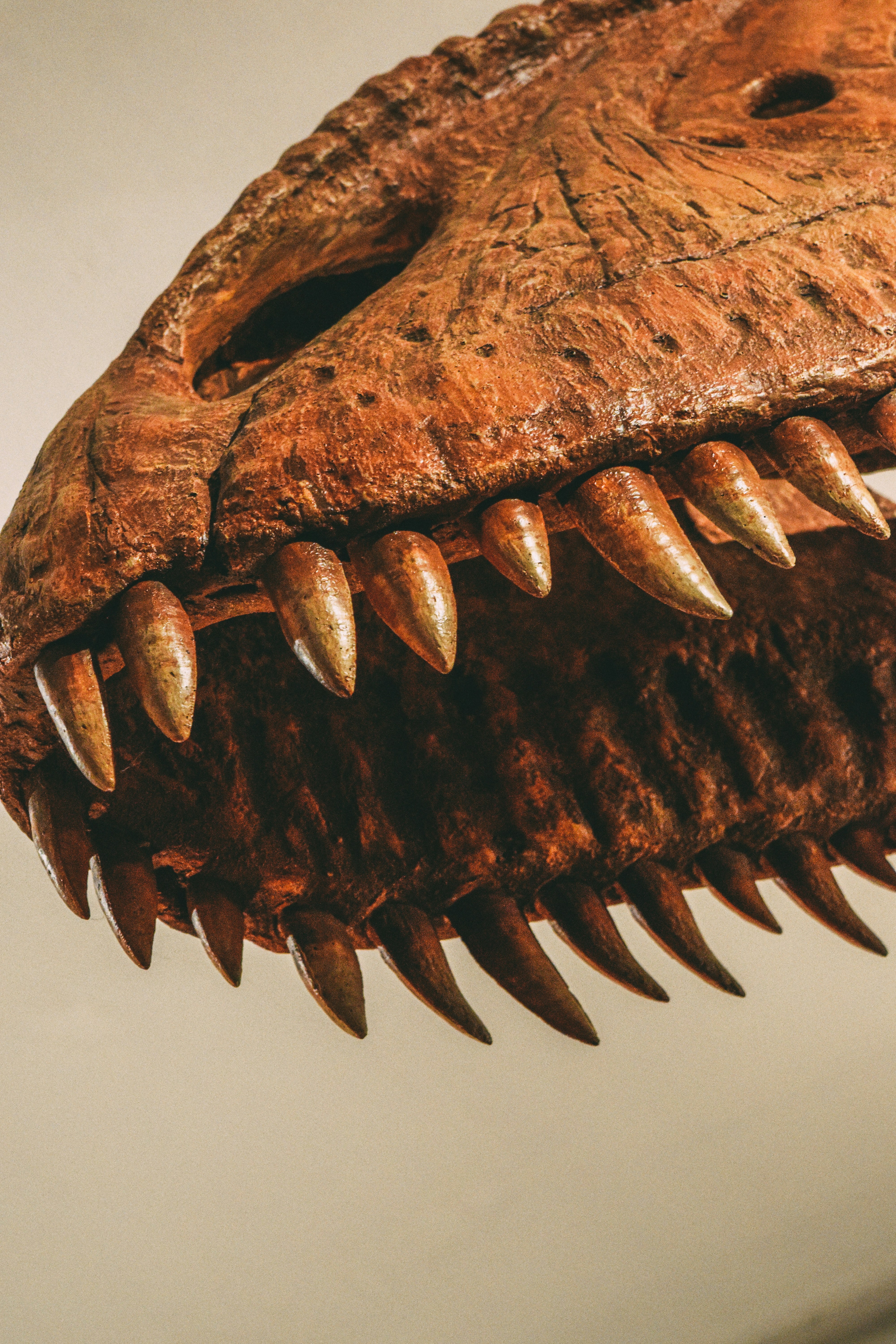Jaws of Time: close-up on Jurassic teeth