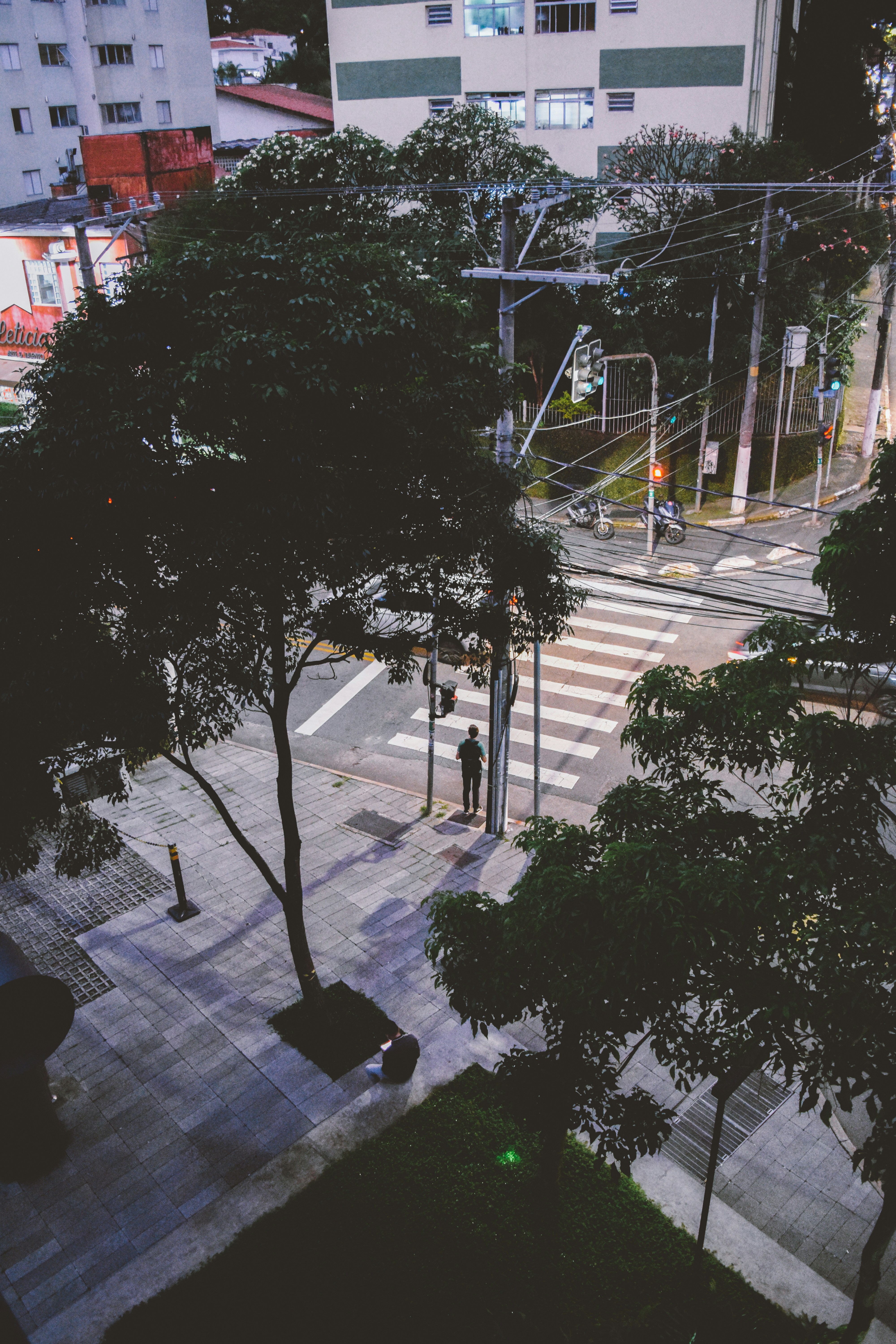 Urban Crosswalk Reverie: A Figure Waits Under Neon Trees