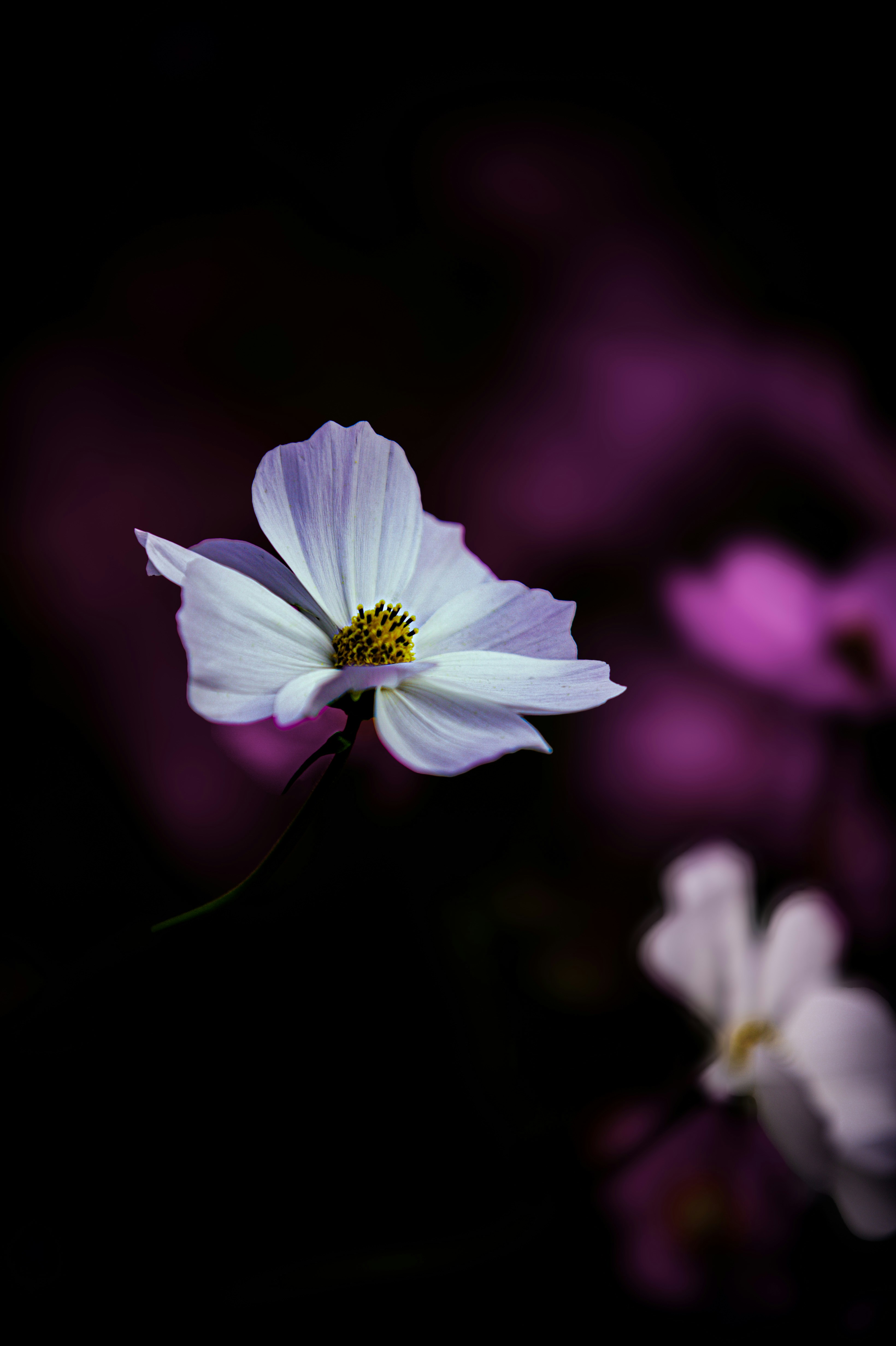 Photo by 5010 with Nikon Df