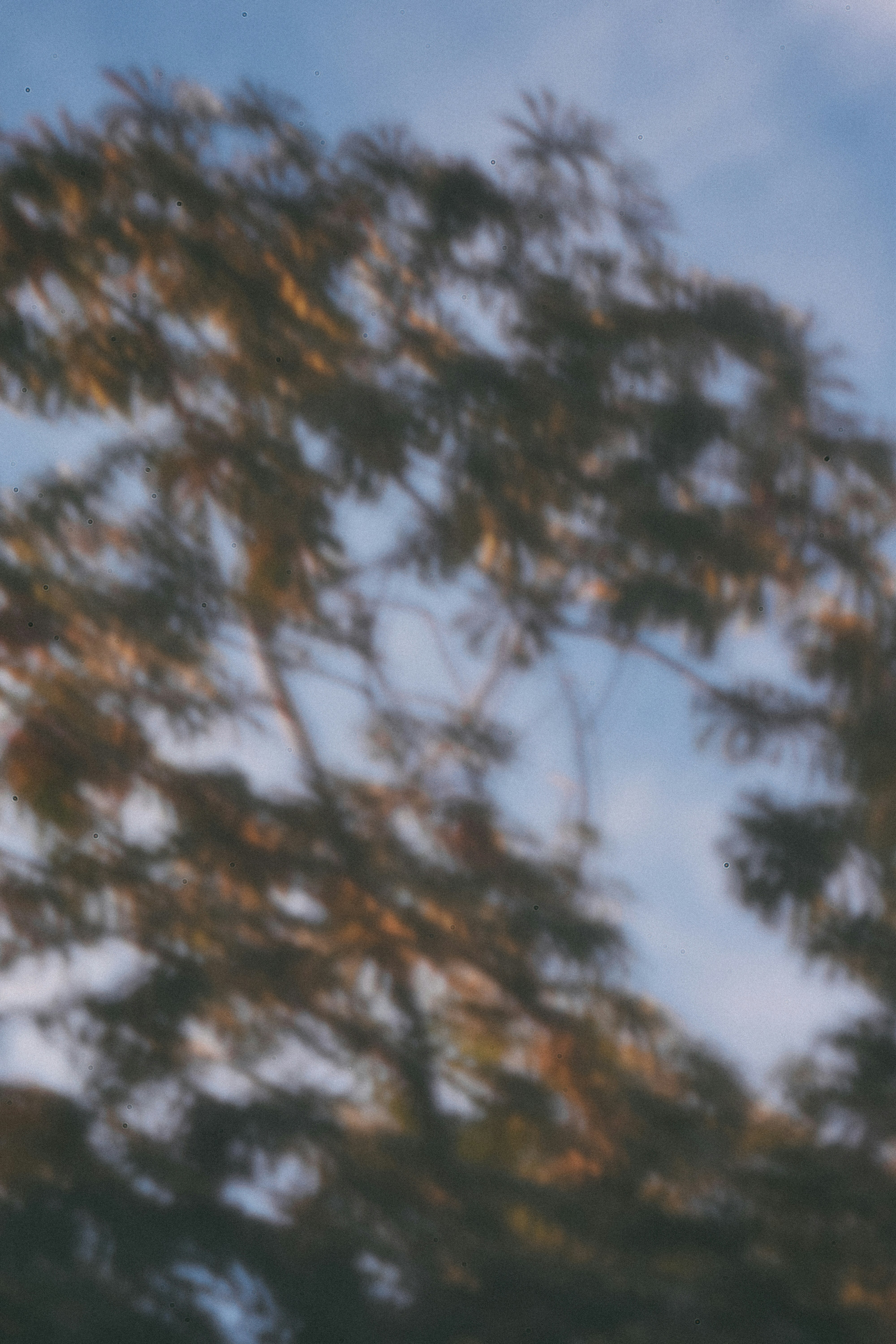Backlit plants and trees (contraluz effects) A creative experimental series using disposable lens aesthetics to capture delicate plants and trees bathed in intense backlighting. The strong sunlight filters through translucent leaves and branches, creating glowing silhouettes, soft lens flares, and ethereal halos, resulting in a dreamy, vintage, and slightly lo-fi organic atmosphere.