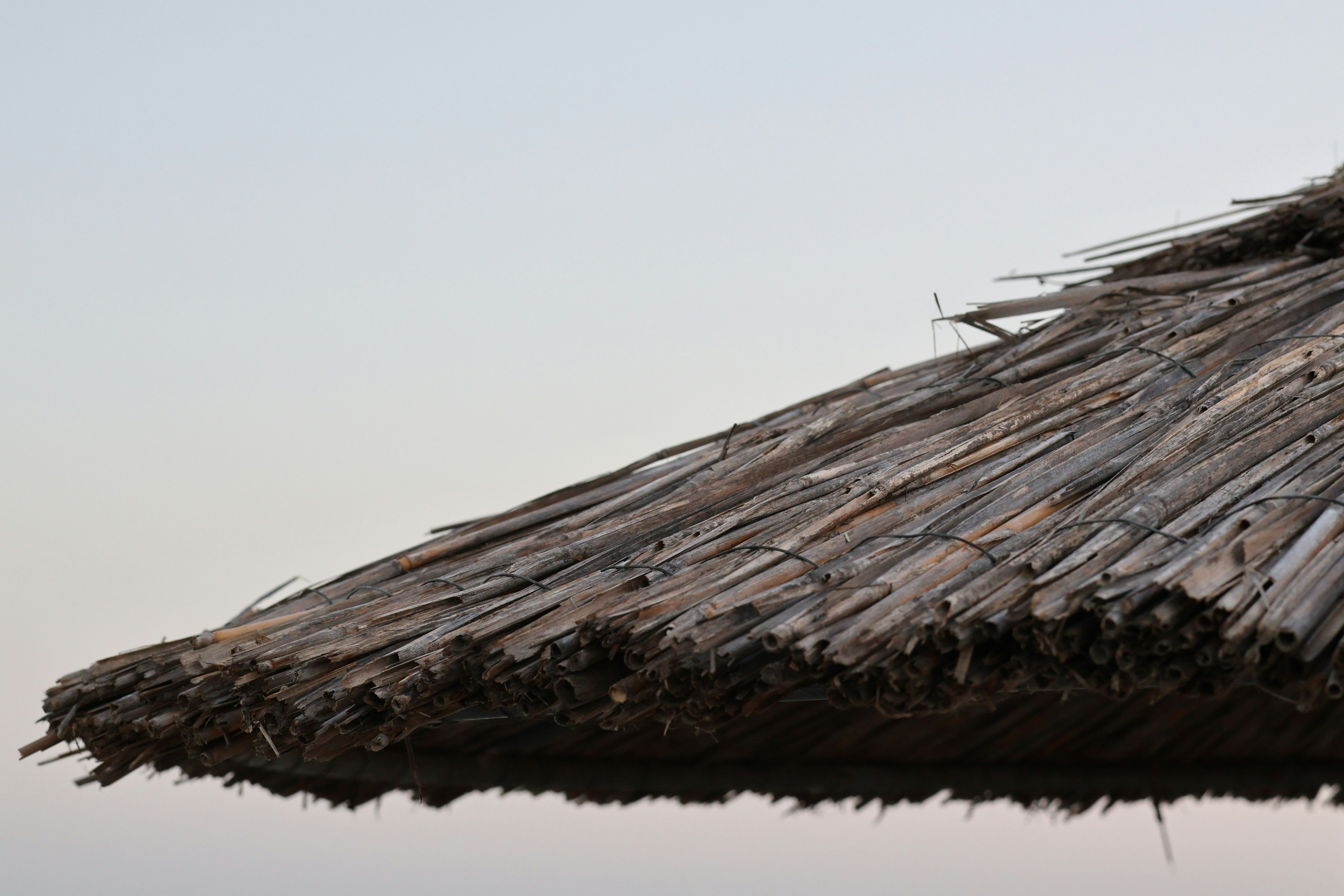 Thatched Edge: A Quiet Dune of Roof Straws Against a Soft Horizon