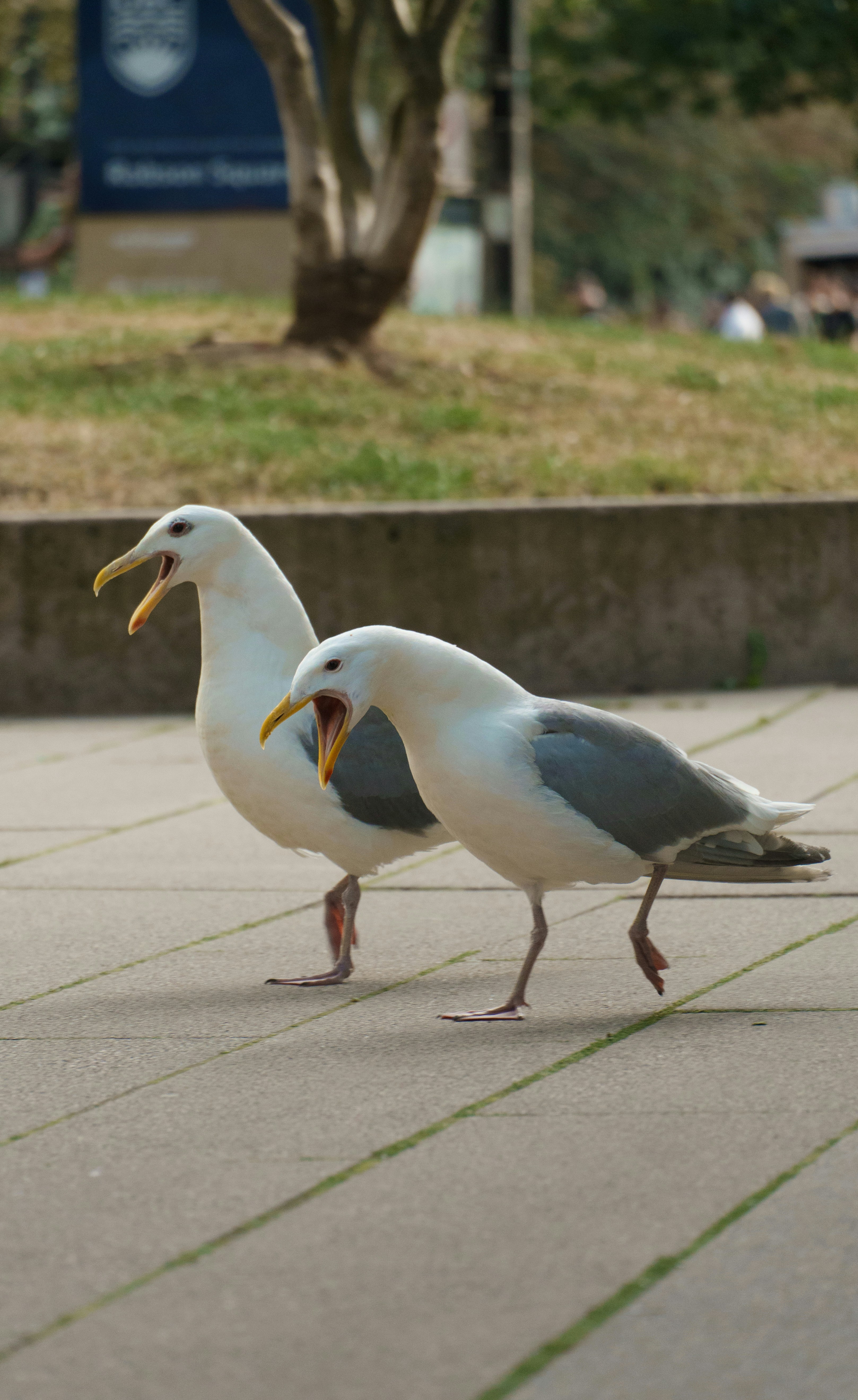 Two Laughing Gulls Parade Across a Sunlit Plaza