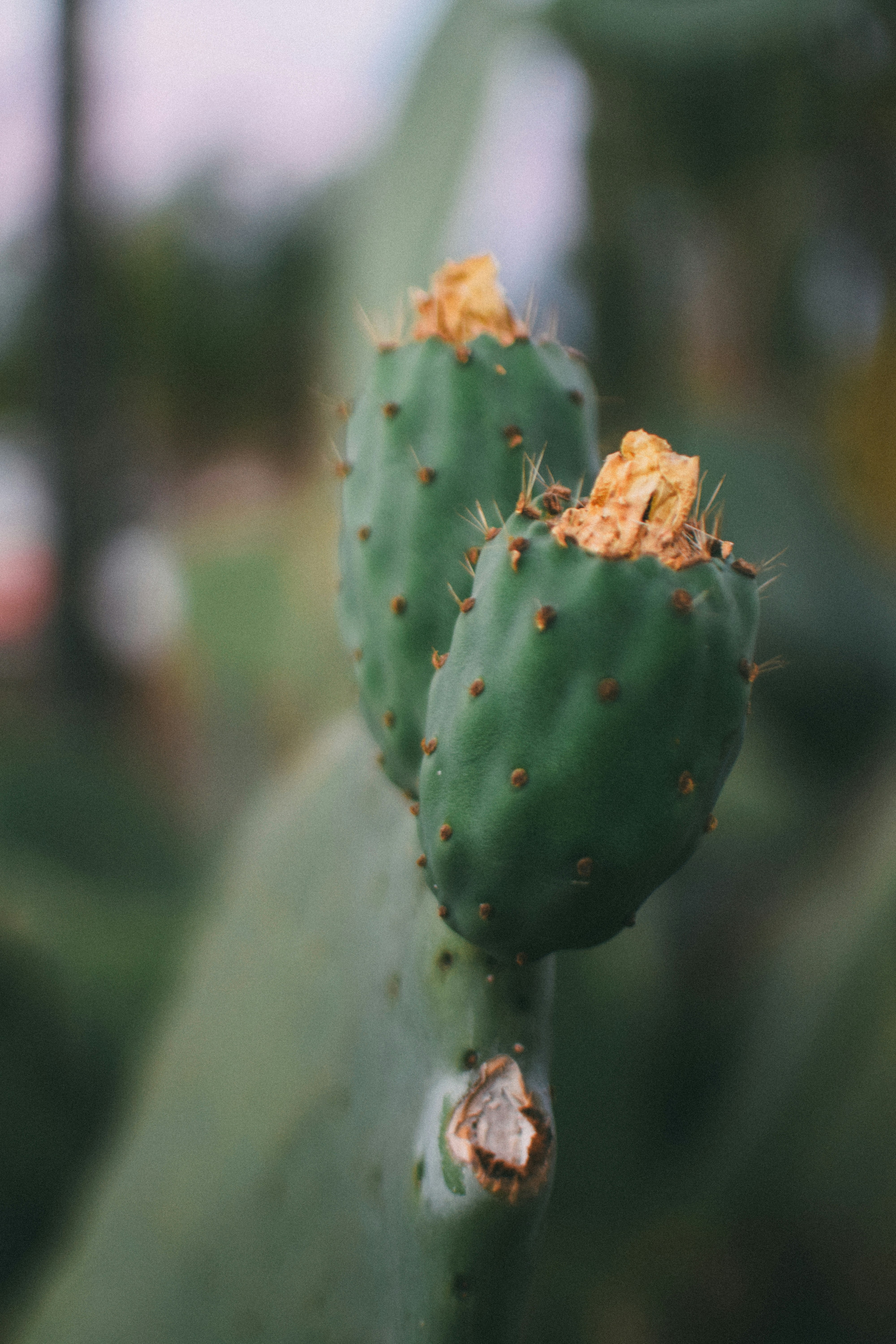 Cactus Buds: Soft Focus Close-Up on Prickly Offshoots