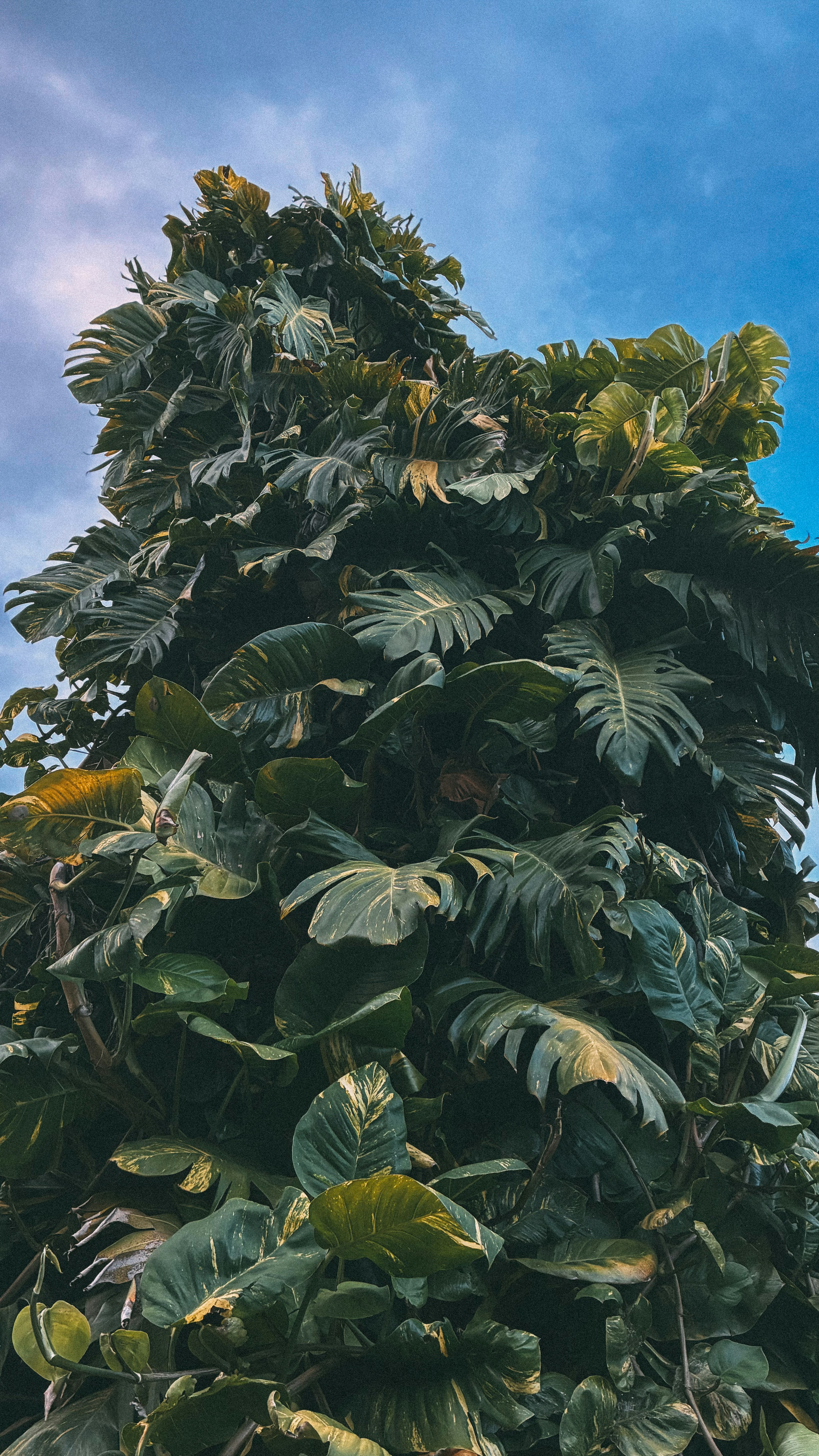 Lush tropical monstera foliage fills the frame, reaching toward a bright blue sky with subtle clouds above. The image emphasizes dense green leaves and natural texture without central human subjects.