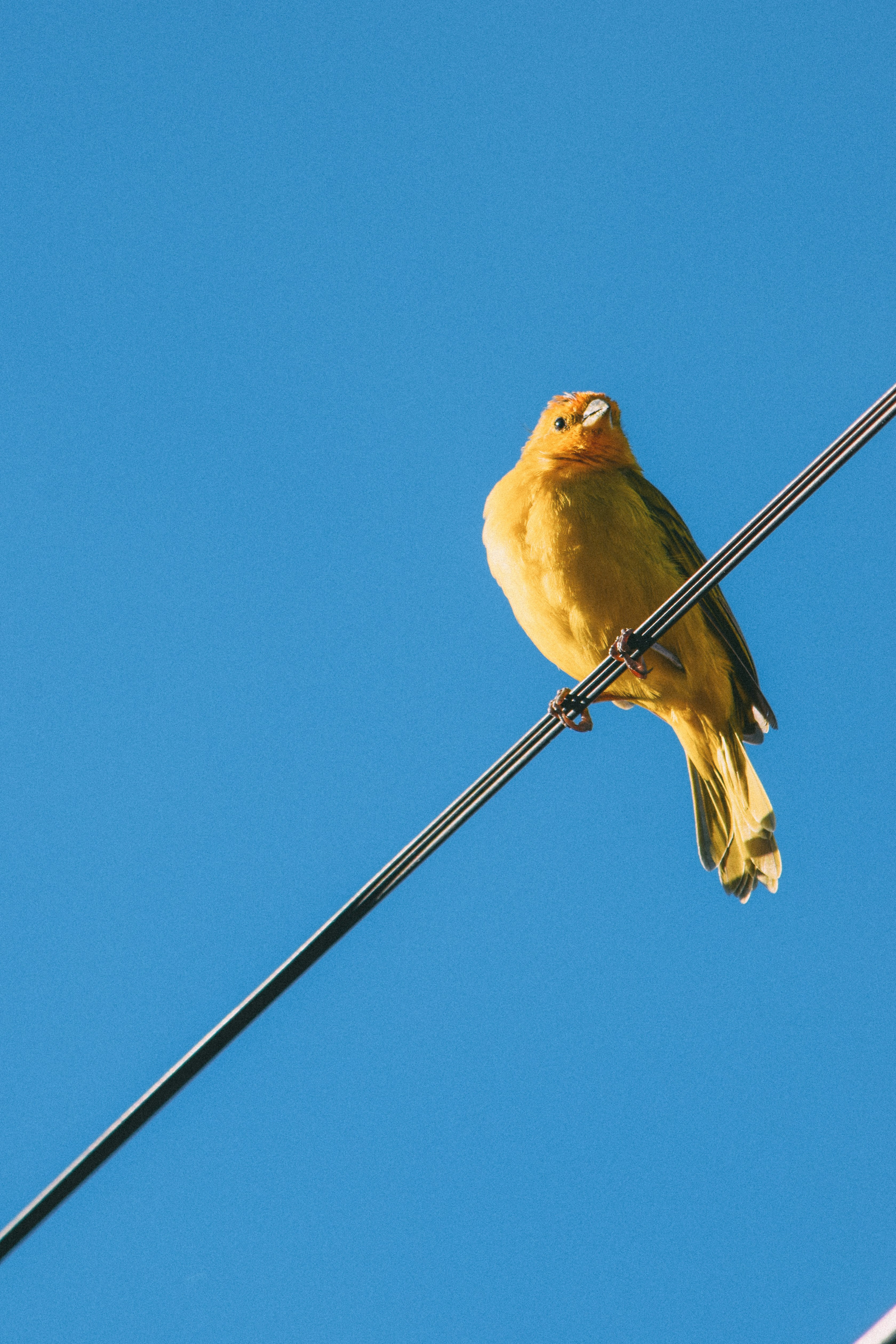 Golden Singer on a Wire: a lone yellow bird against a cloudless blue sky